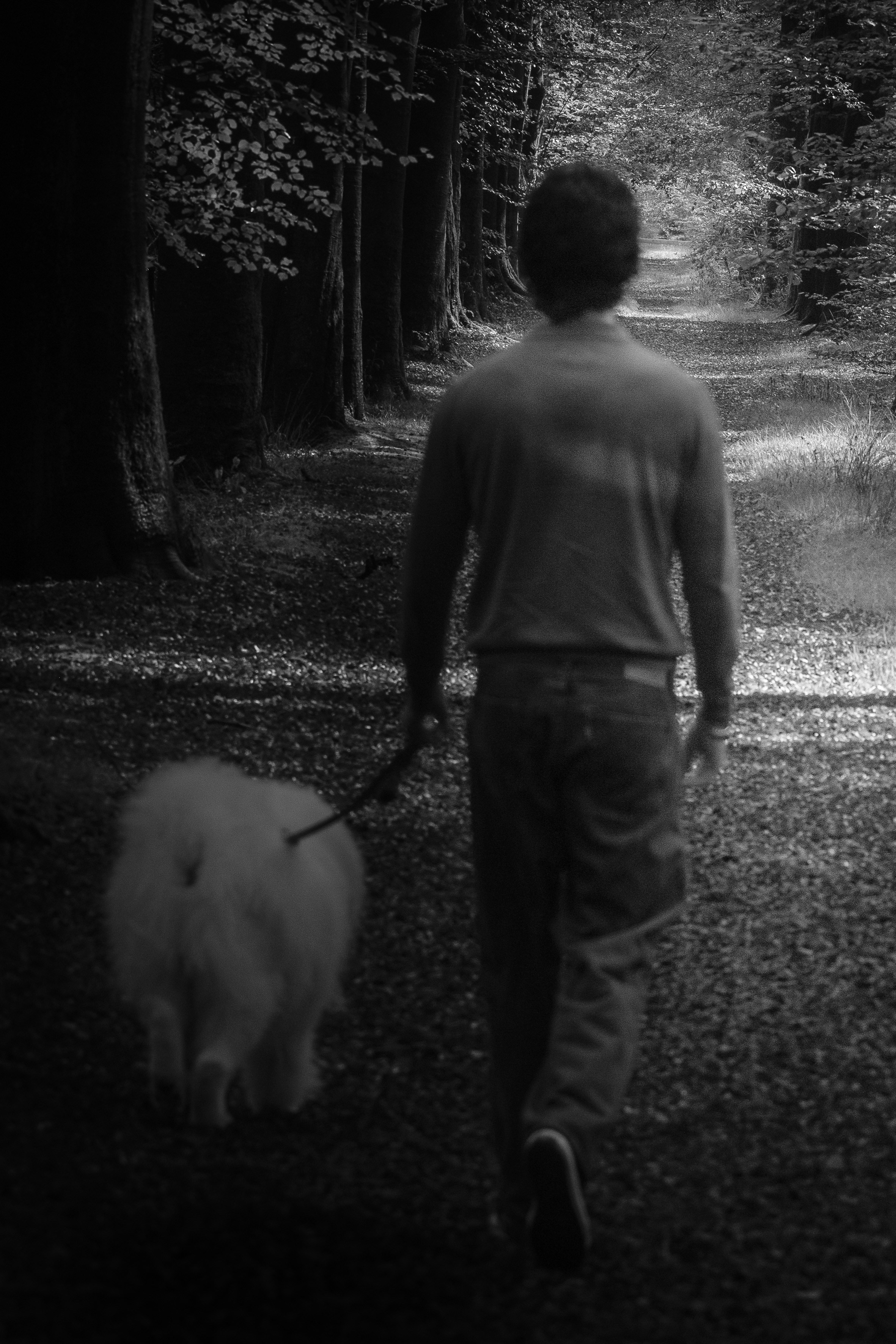 Midnight Walk: A Quiet Figure in a Canopy of Shadows