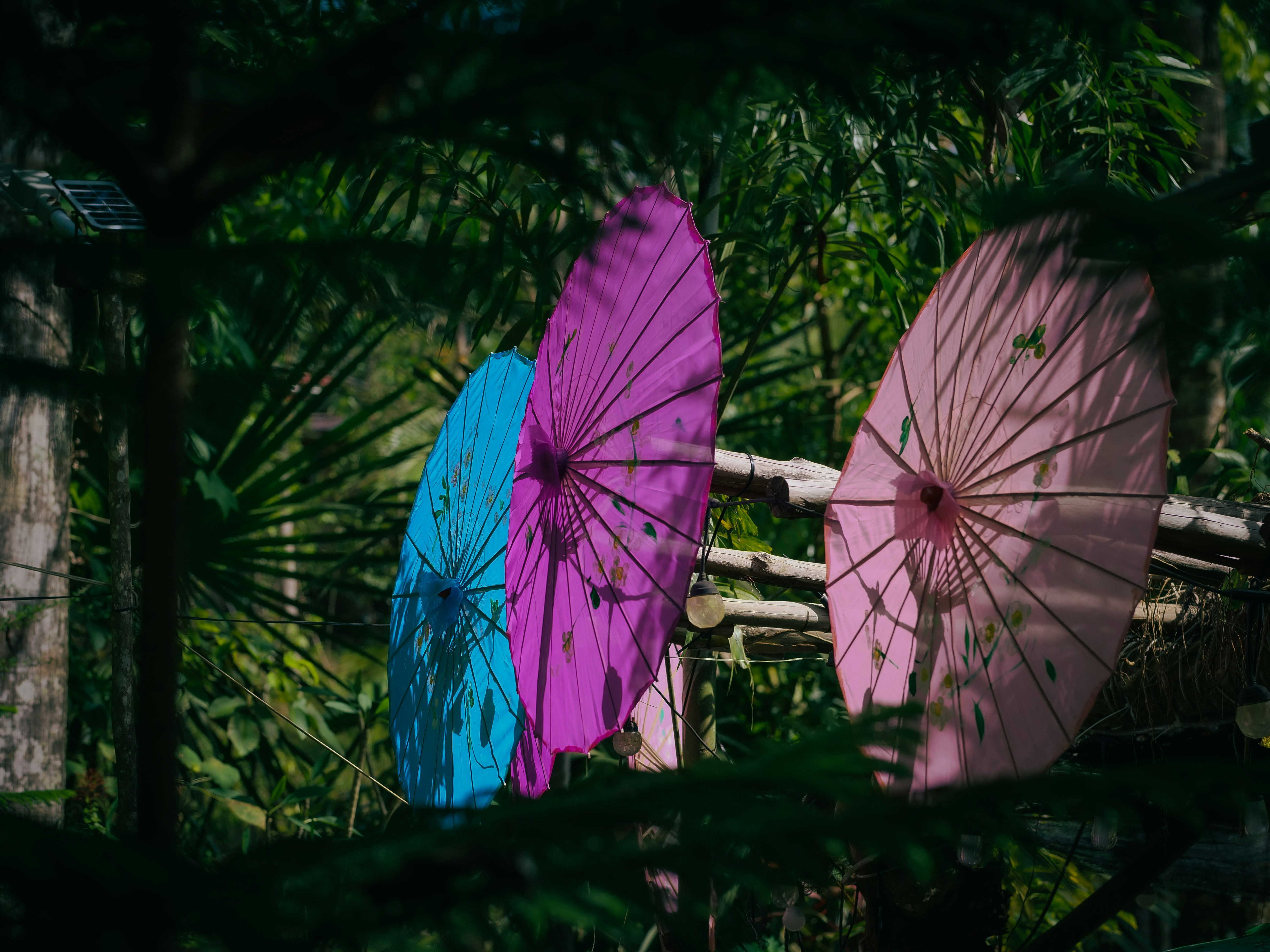Colorful Parasol Portrait: Pink, Purple, and Cyan Under Leafy Veil