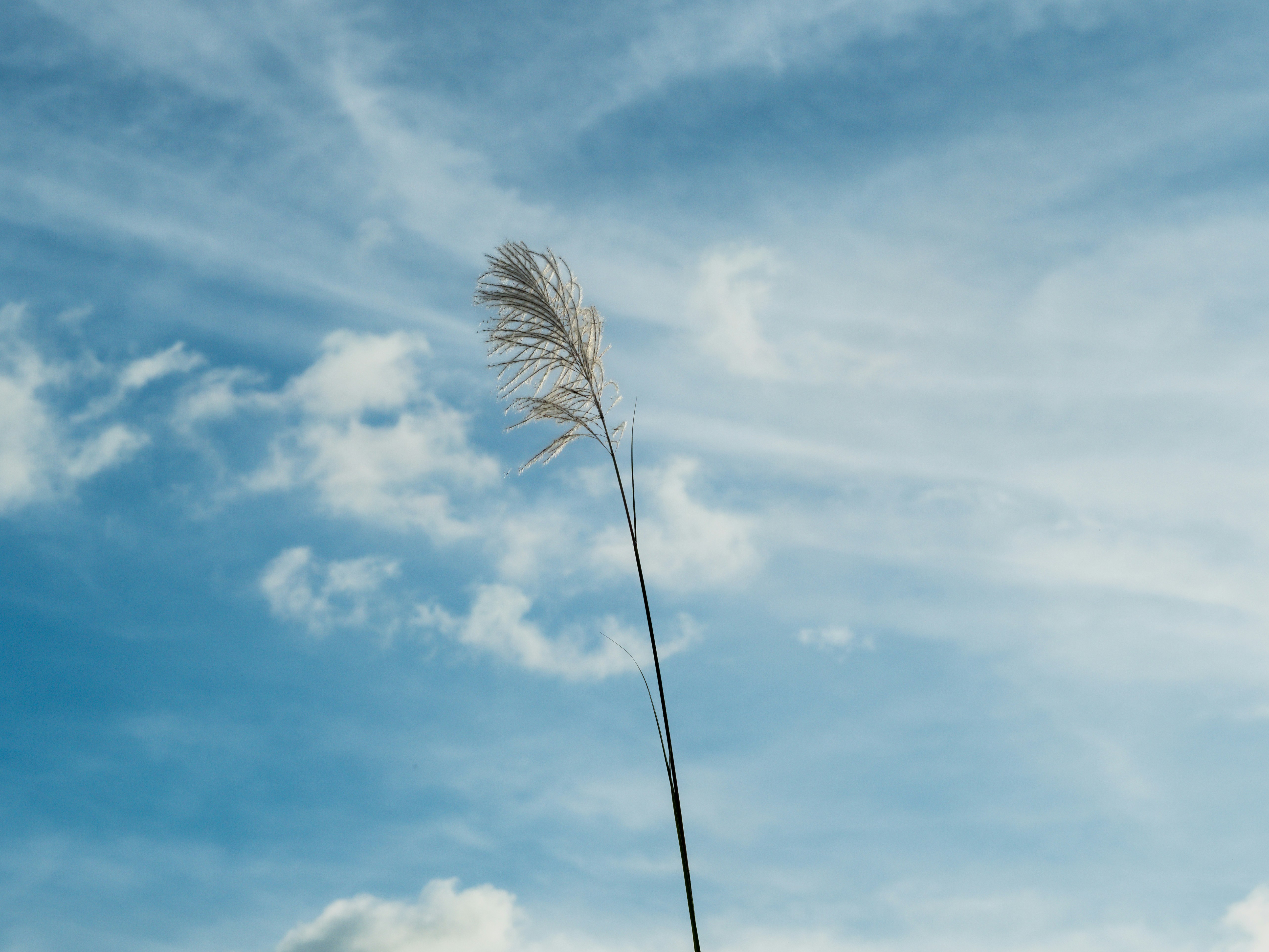 Solo Reed against a Wide Blue: A Quiet Skyward Stand