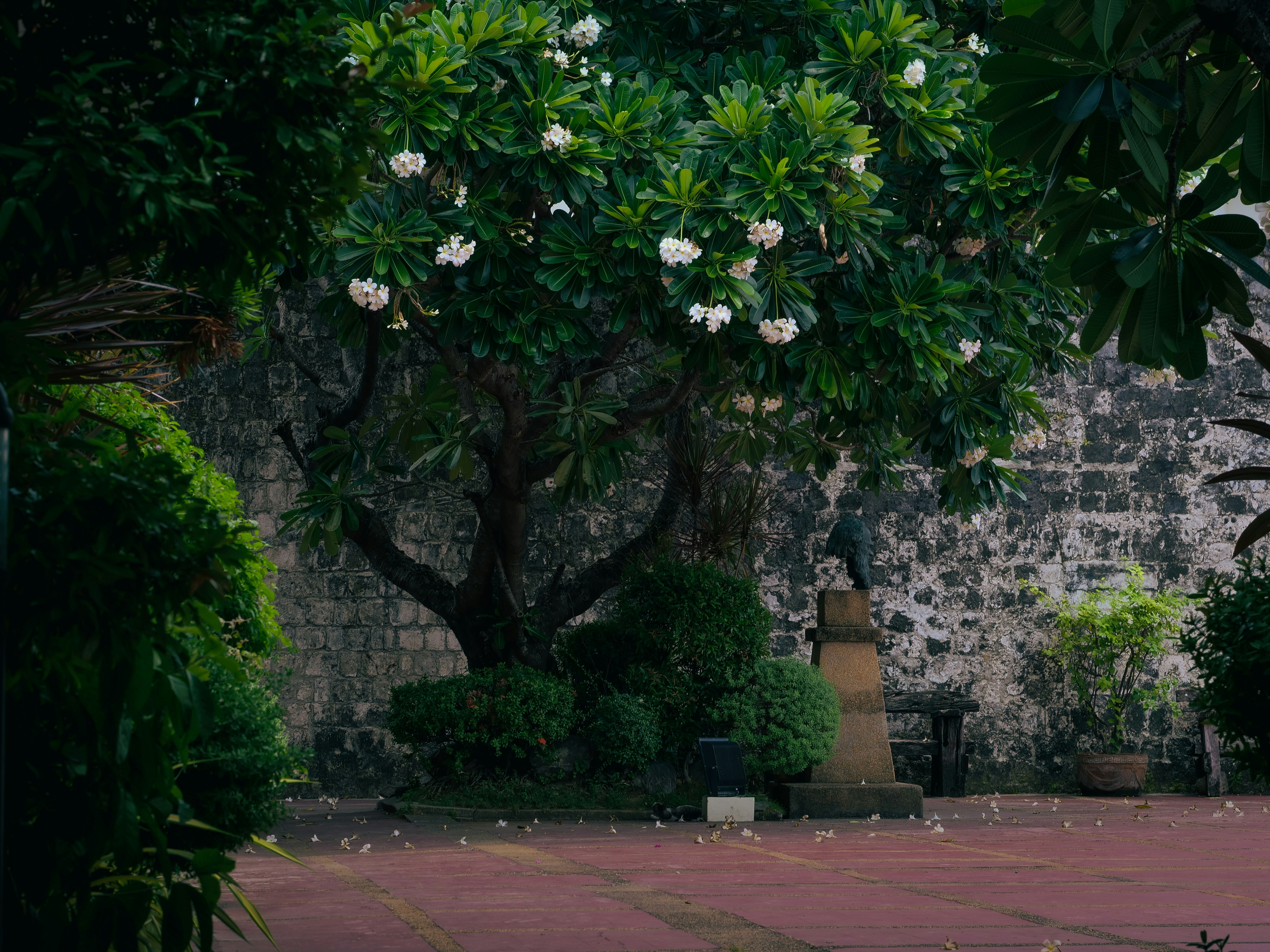 Garden Sanctuary under a Fragrant Plumeria Canopy