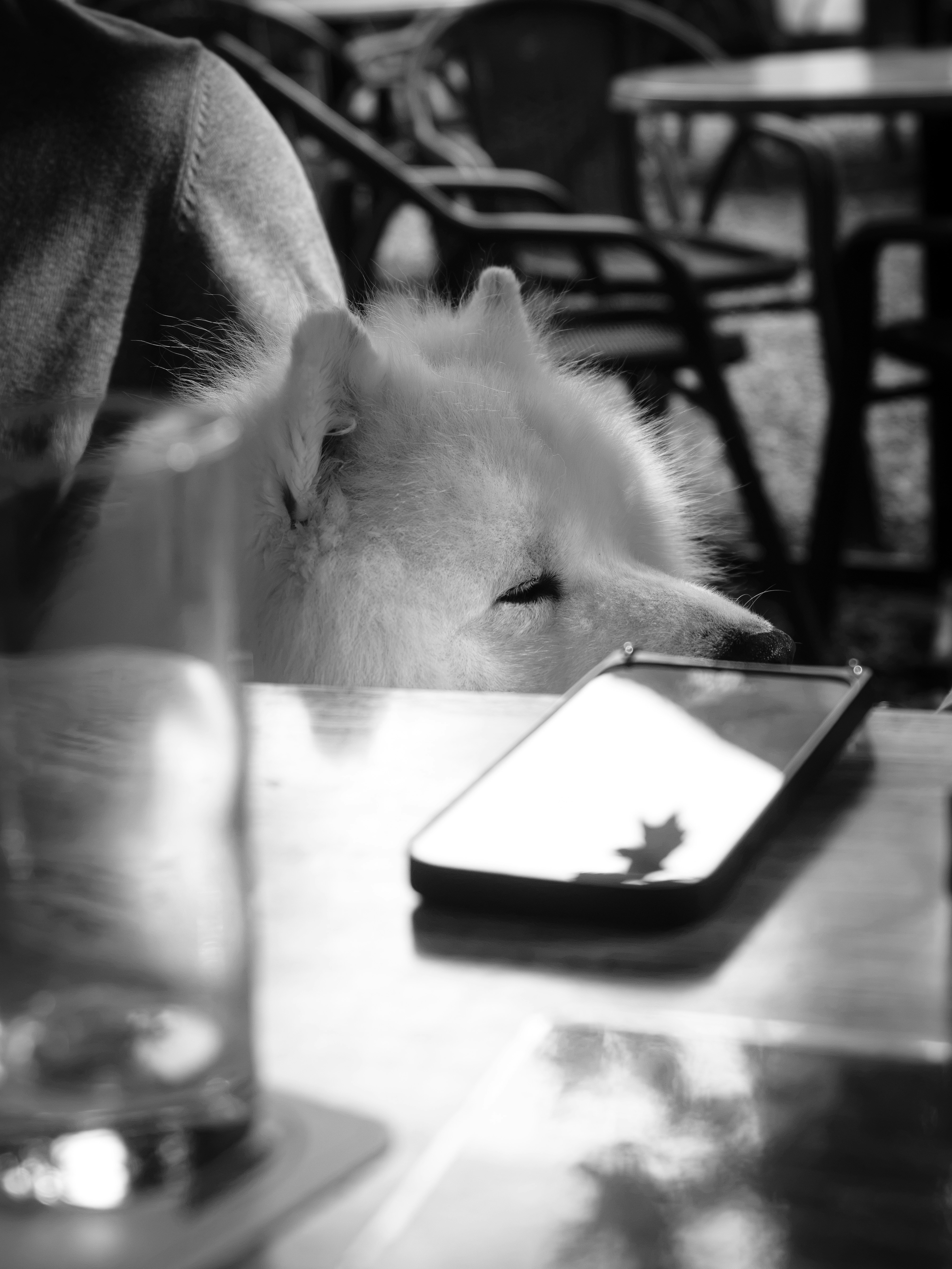 Silence at the Table: A Dog's Quiet Gaze by the Phone