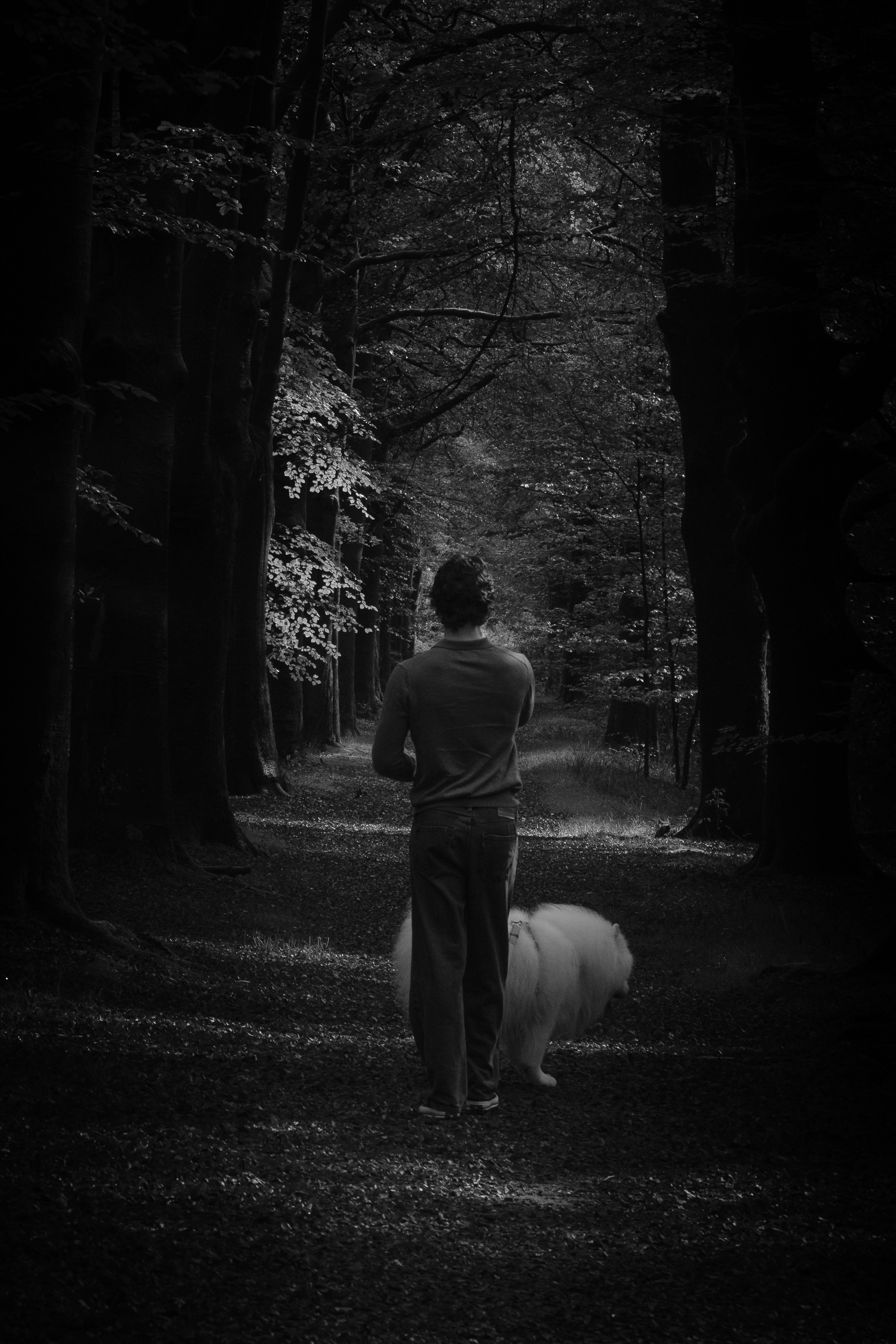 Midnight Path: Figure and Dog Walk Through a Quiet Forest