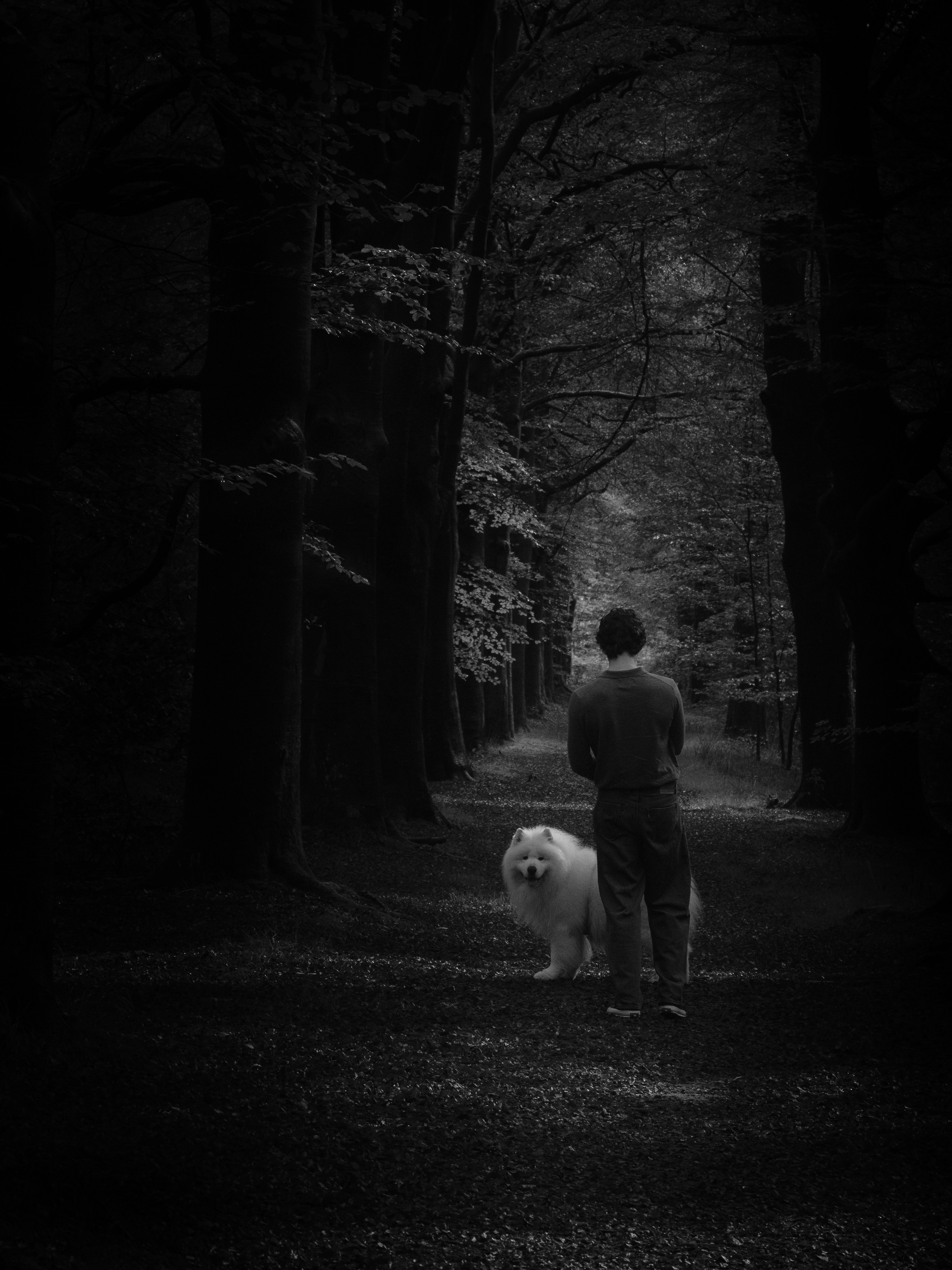A Quiet Walk: silhouette and loyal companion in a moonlit forest