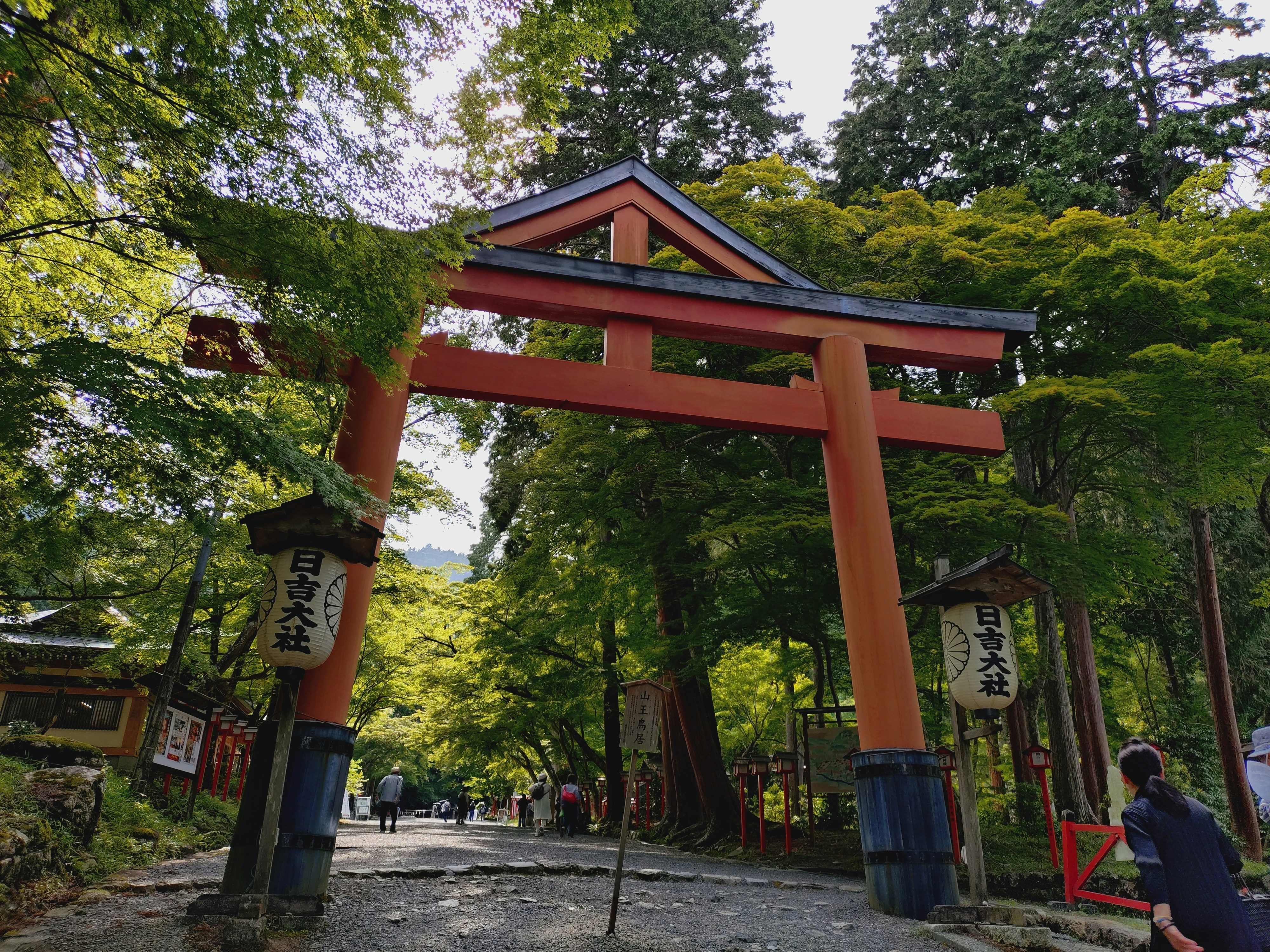 Gateway to the Shaded Pierced Torii