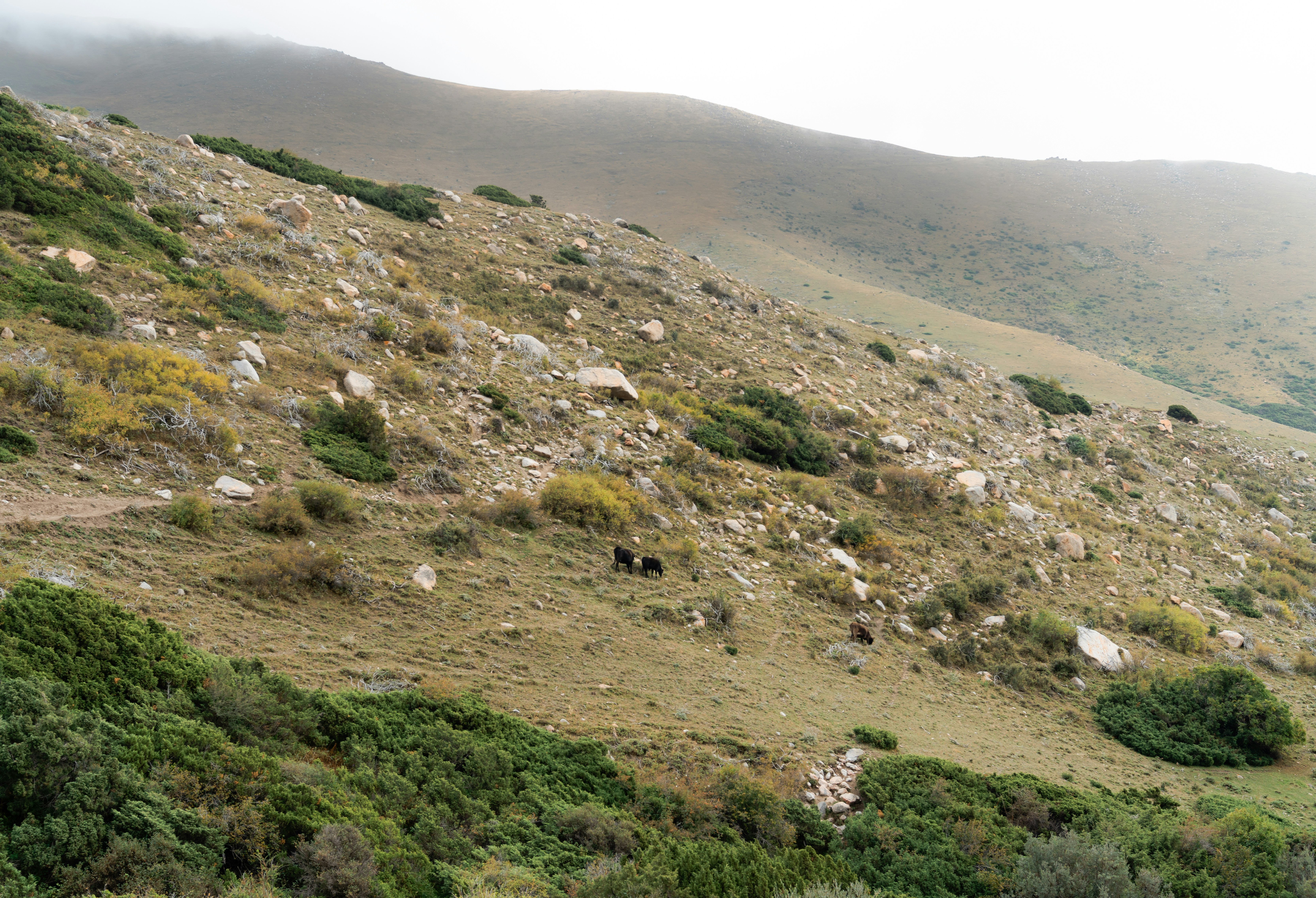 Cattle in a windswept hillside valley