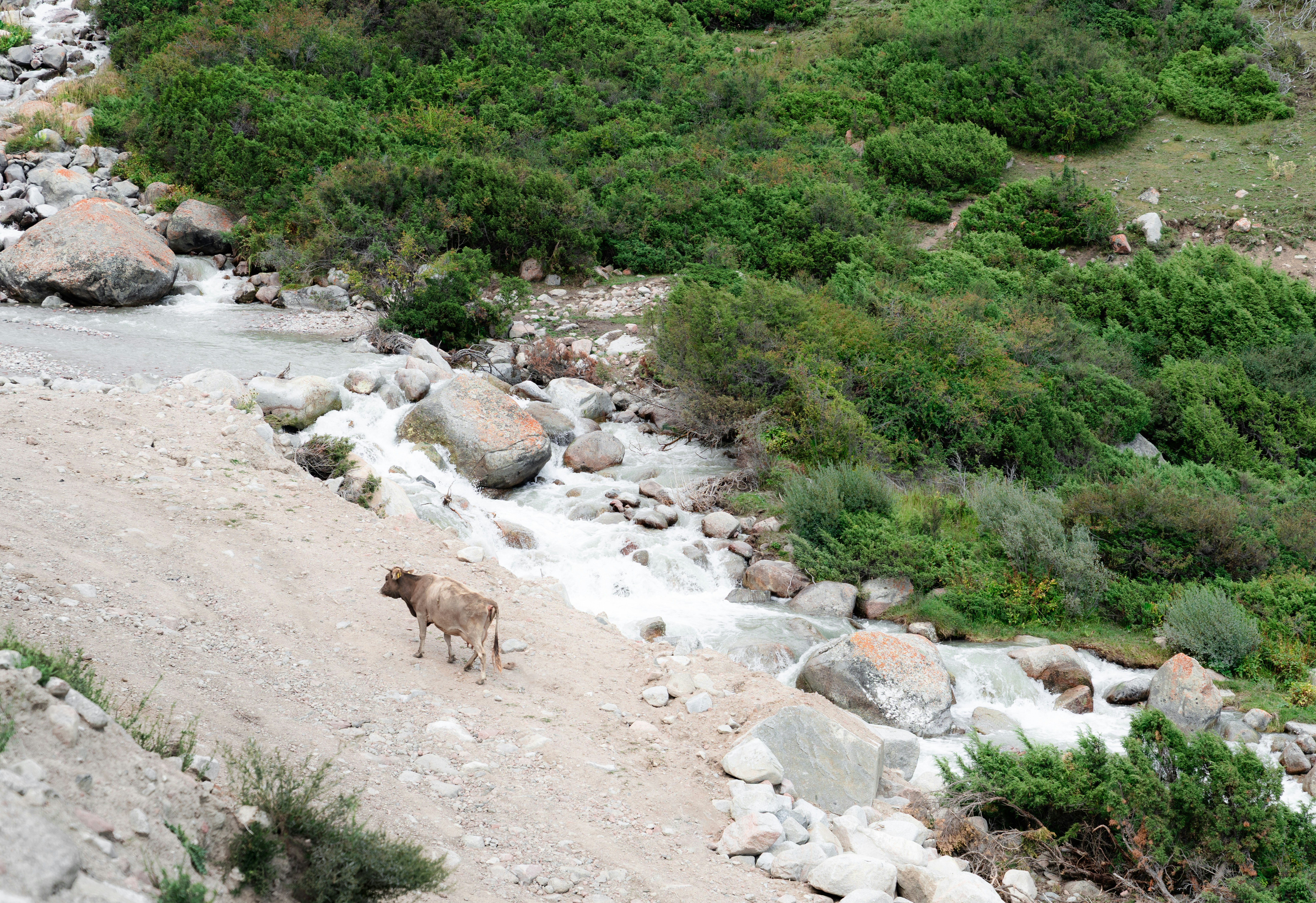 Hiker-less Riverbank: A Rocky Ascent Below Verdant Cliffs