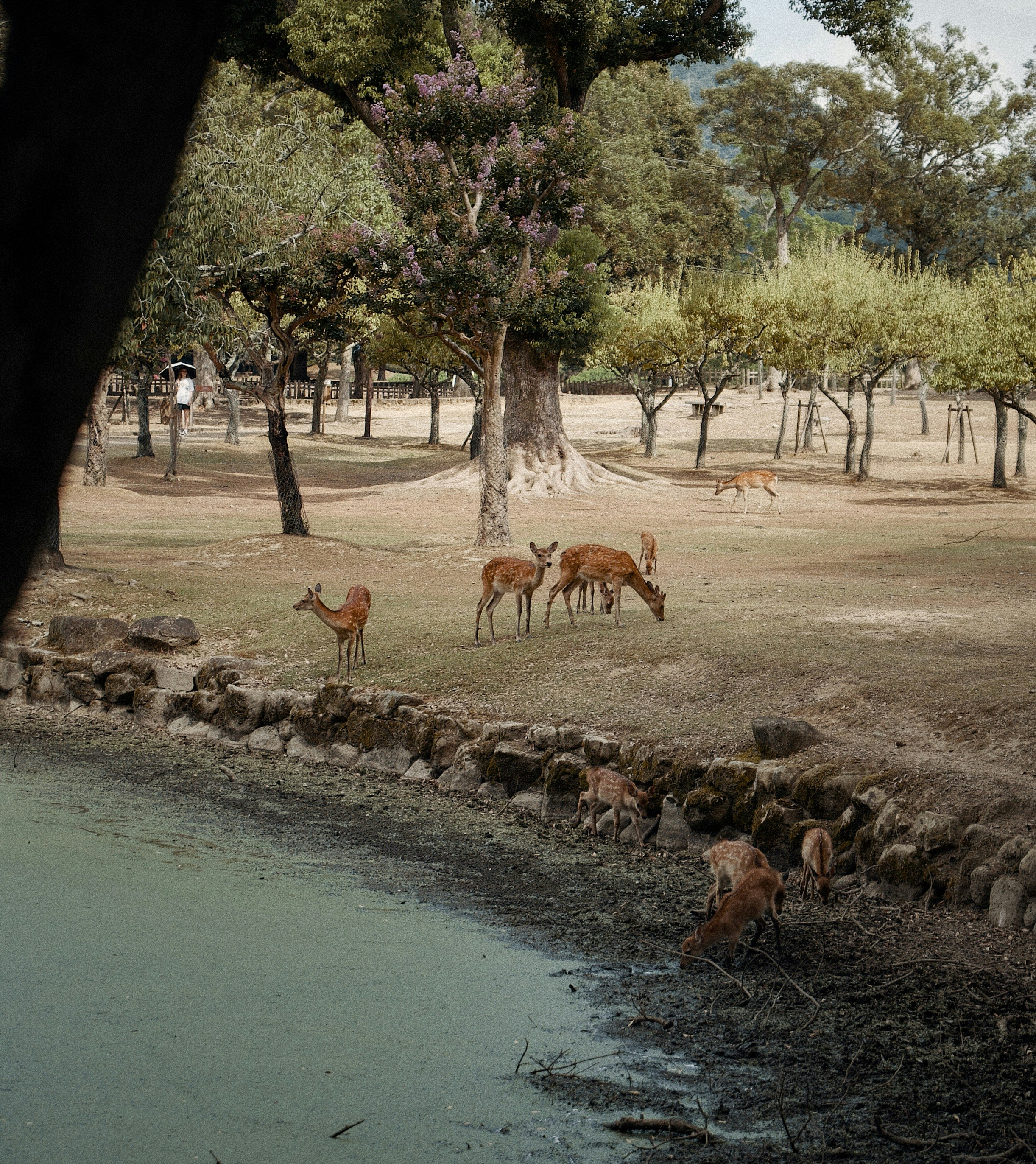 Deer at the Riverside Clearing