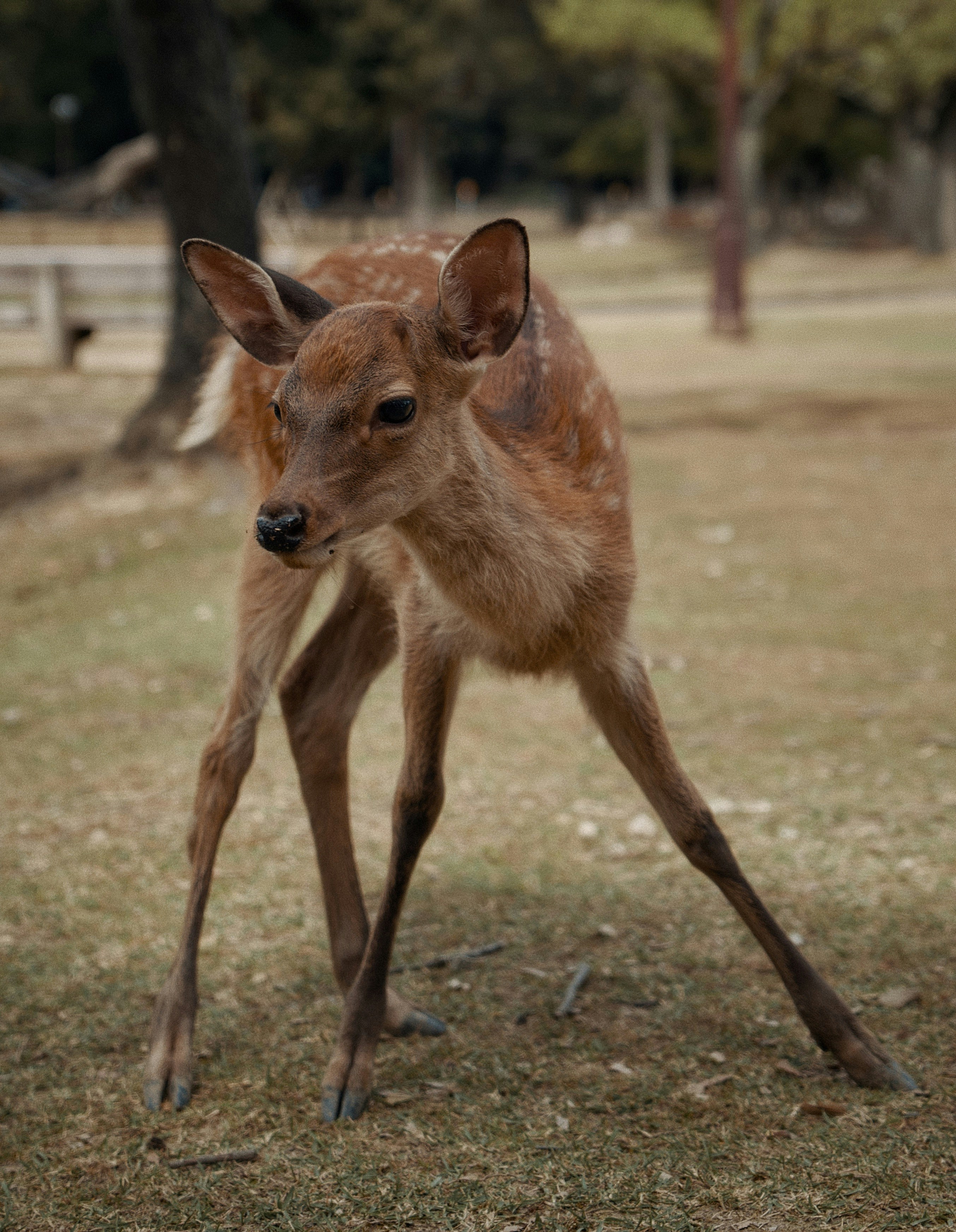 A Curious Fawn Steps Lightly Through Autumn Light