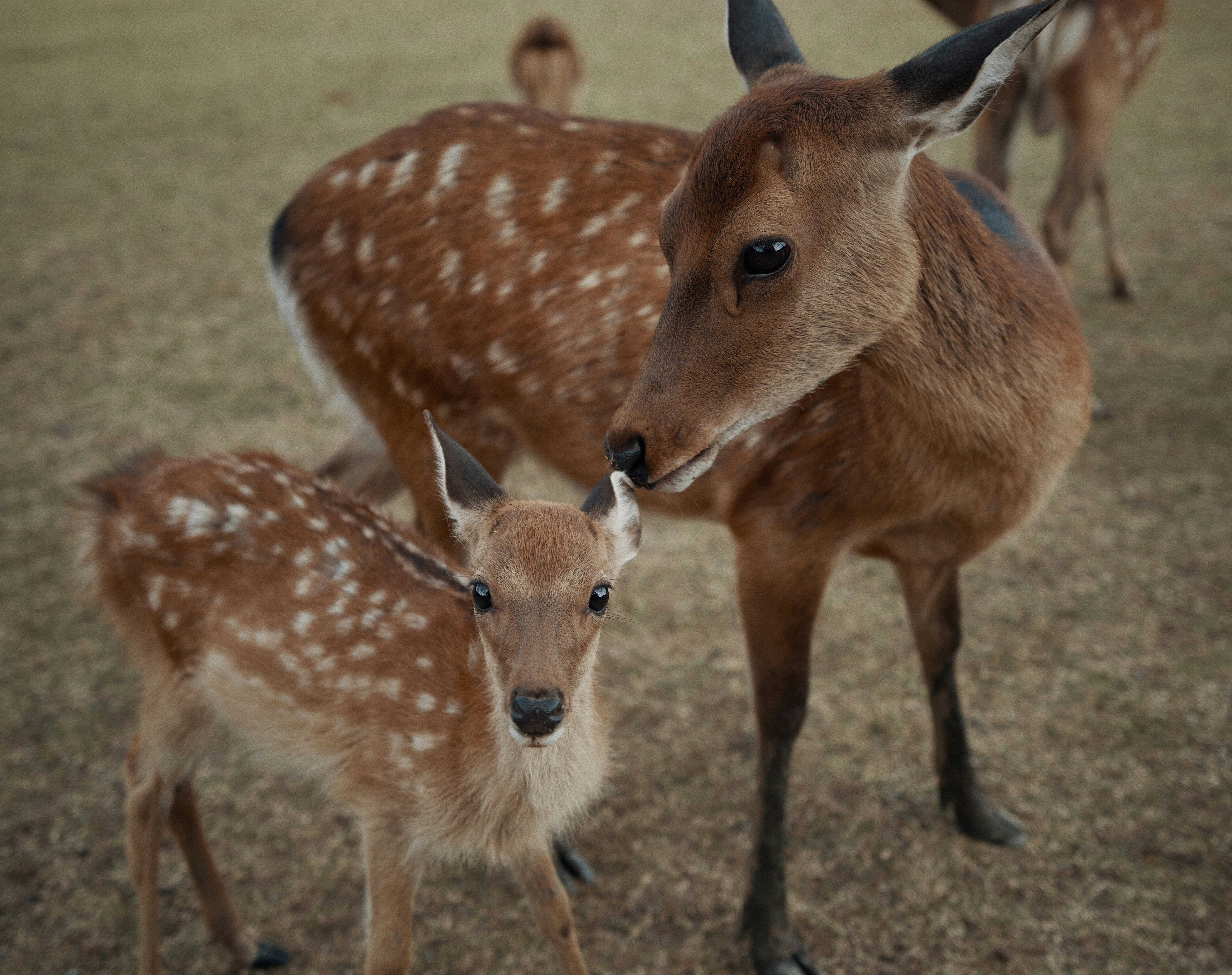 Close Encounter: A Bonded Deer Duo in Gentle Graze