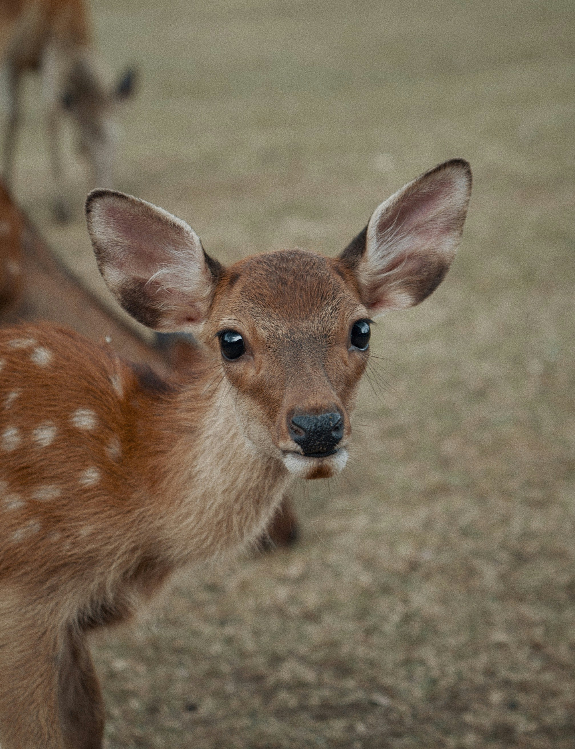 Inquisitive Fawn: A Closer Look at a Velvet-Eyed Visitor