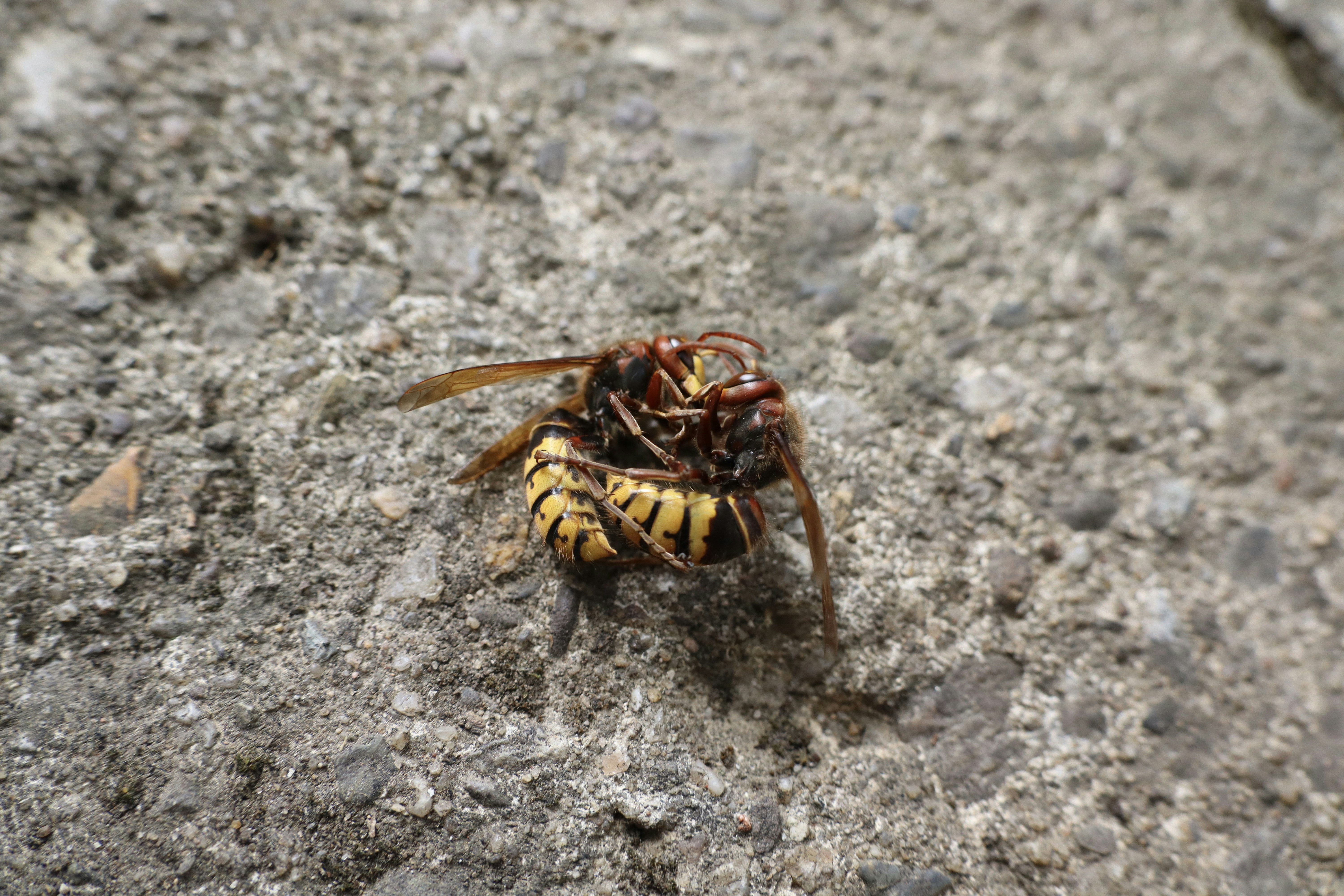 Close-up of a hornet wasp resting on rough ground, highlighting its striped abdomen and amber head with a shallow depth of field. A static macro-like capture showing texture and color of the insect.