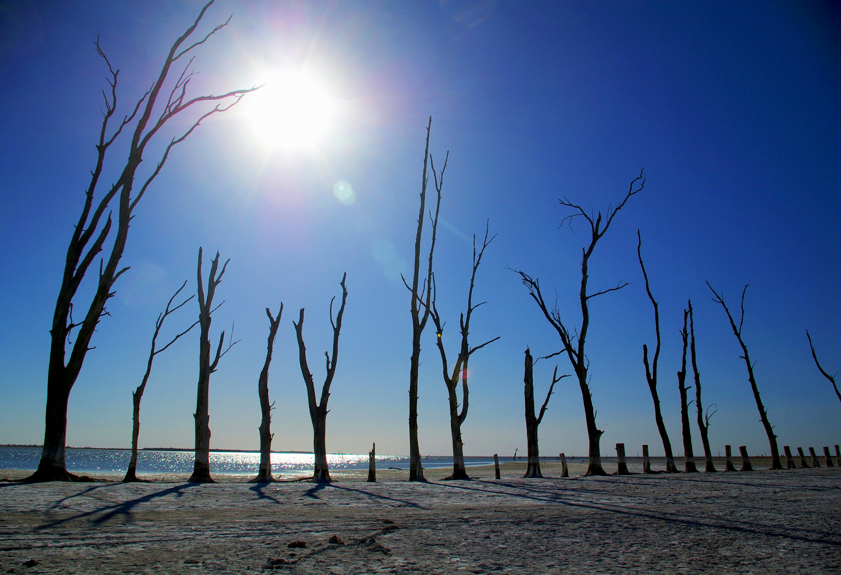 Sunlit Row of Dead Trees Marking a Quiet Seashore