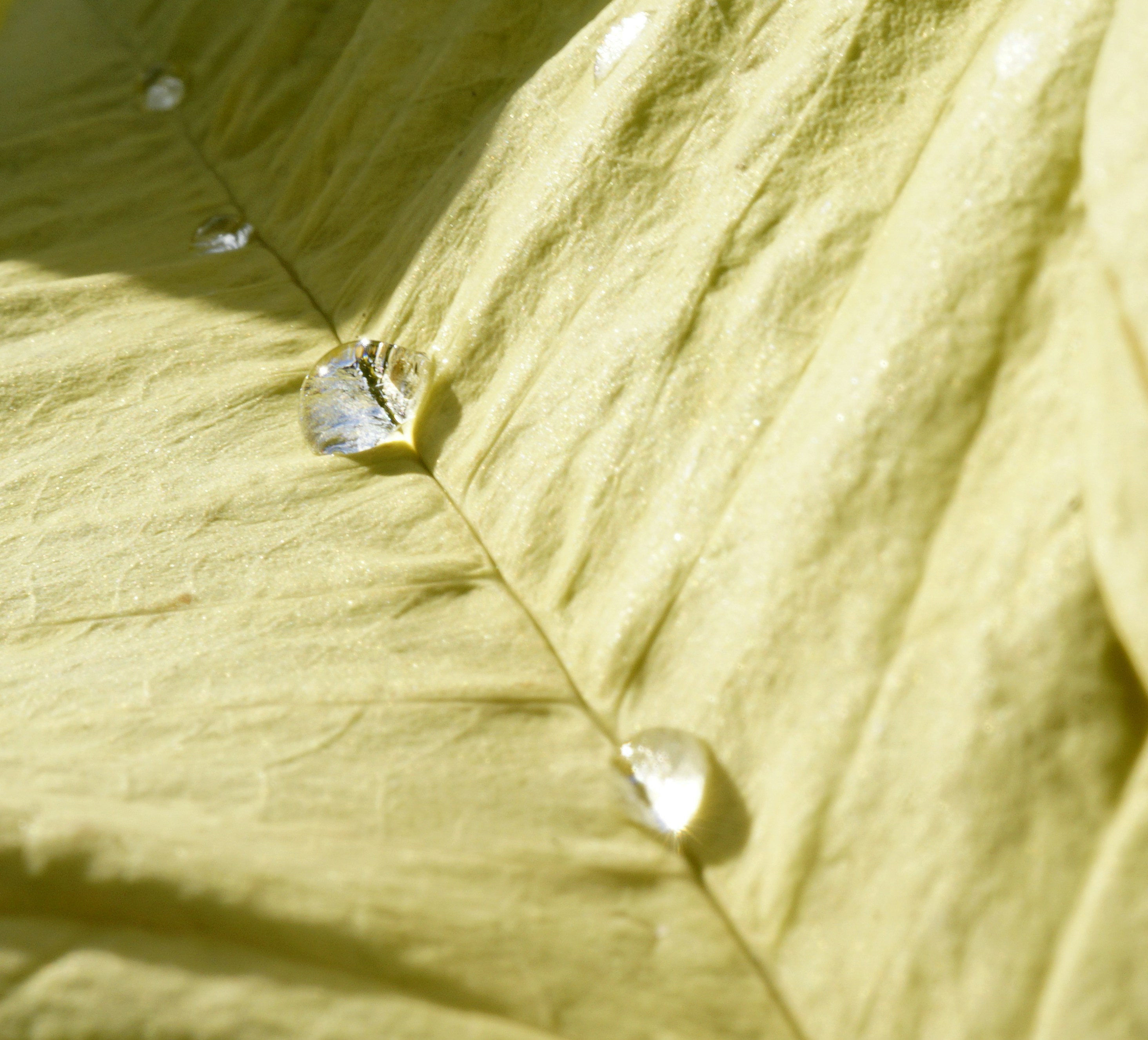 Tessellated Golden Veins: Dewdrops on a Sunlit Leaf