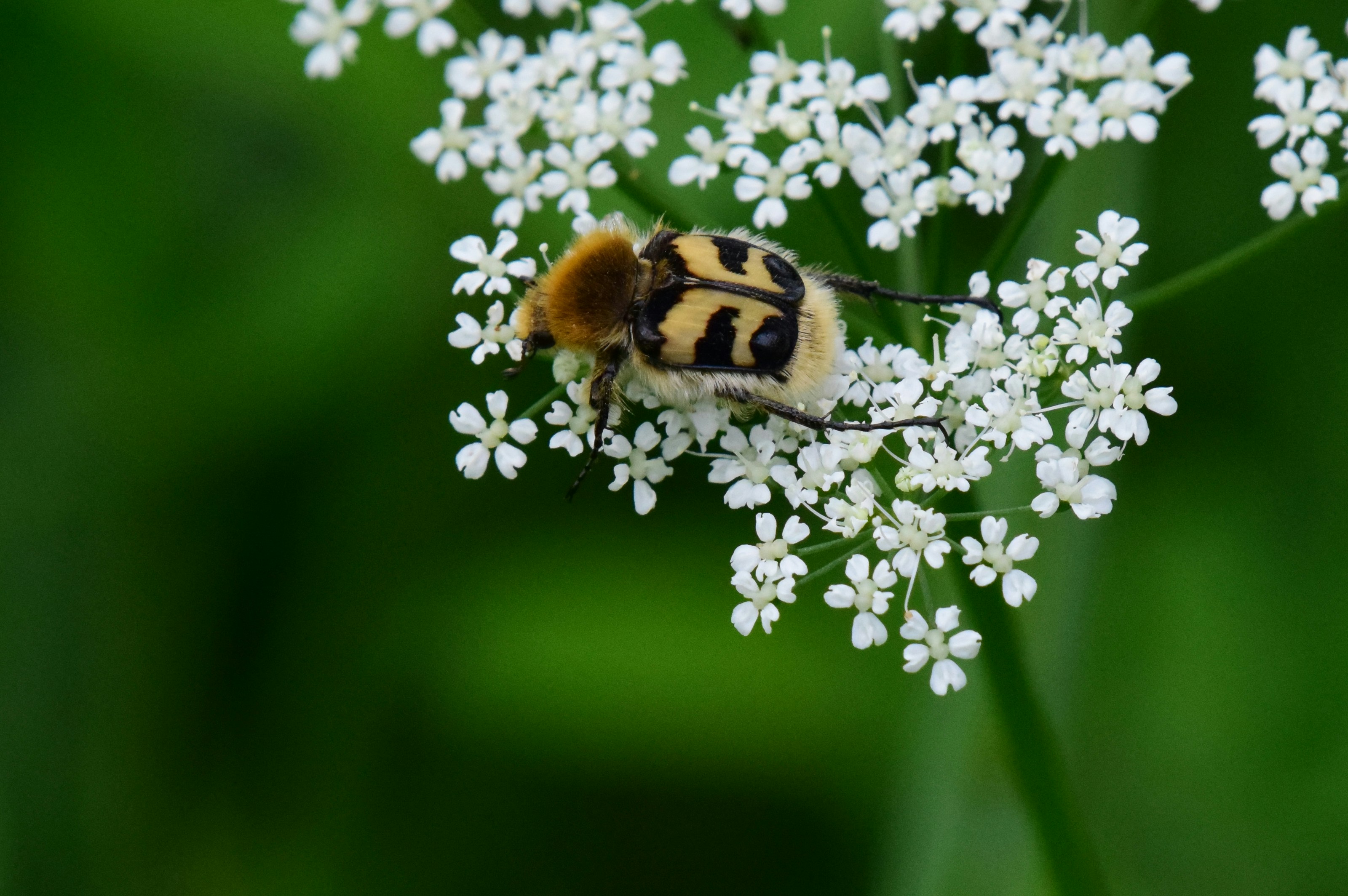 Golden-bearded Bee on an Avalanche of White blooms