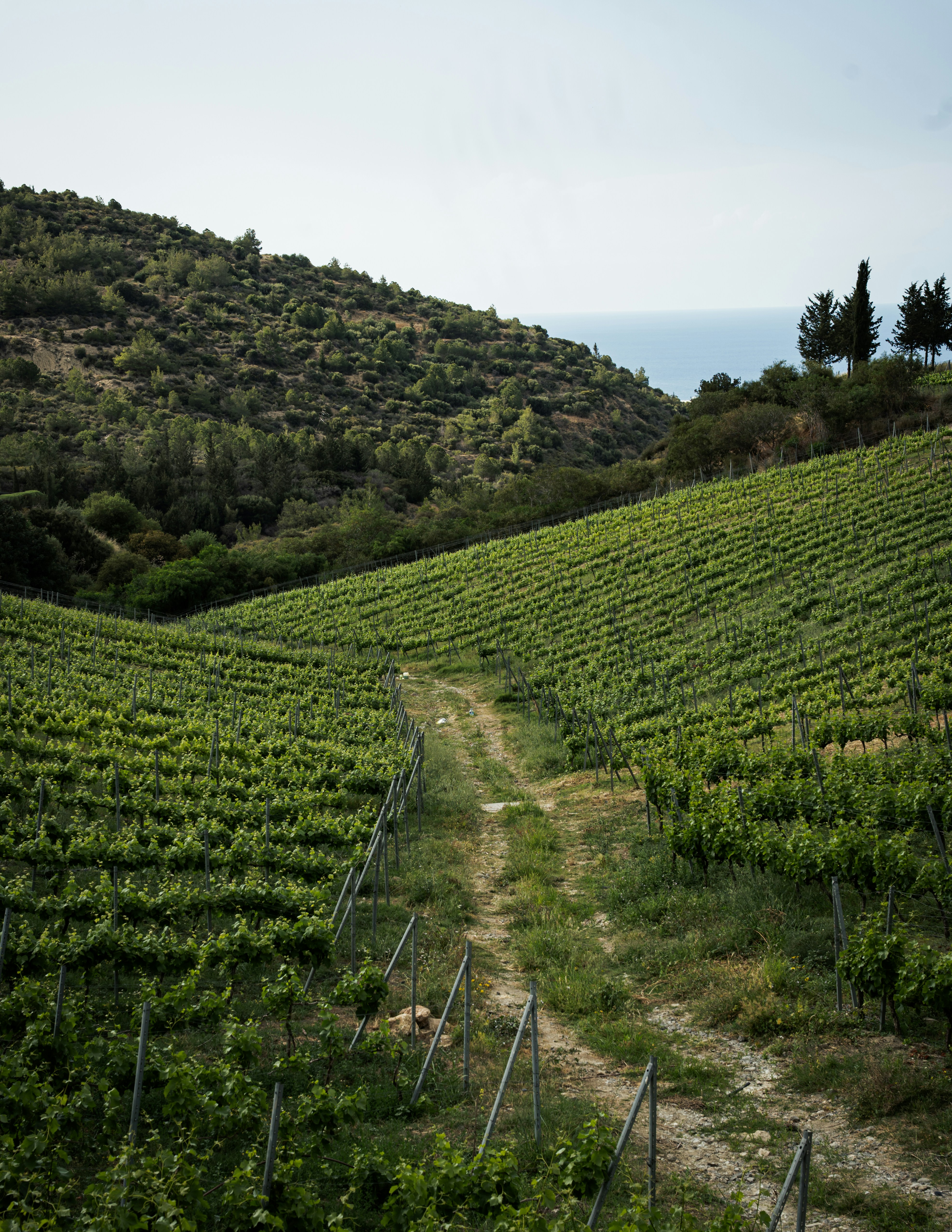 Vineyard Path Through Hushed Hills Toward the Sea