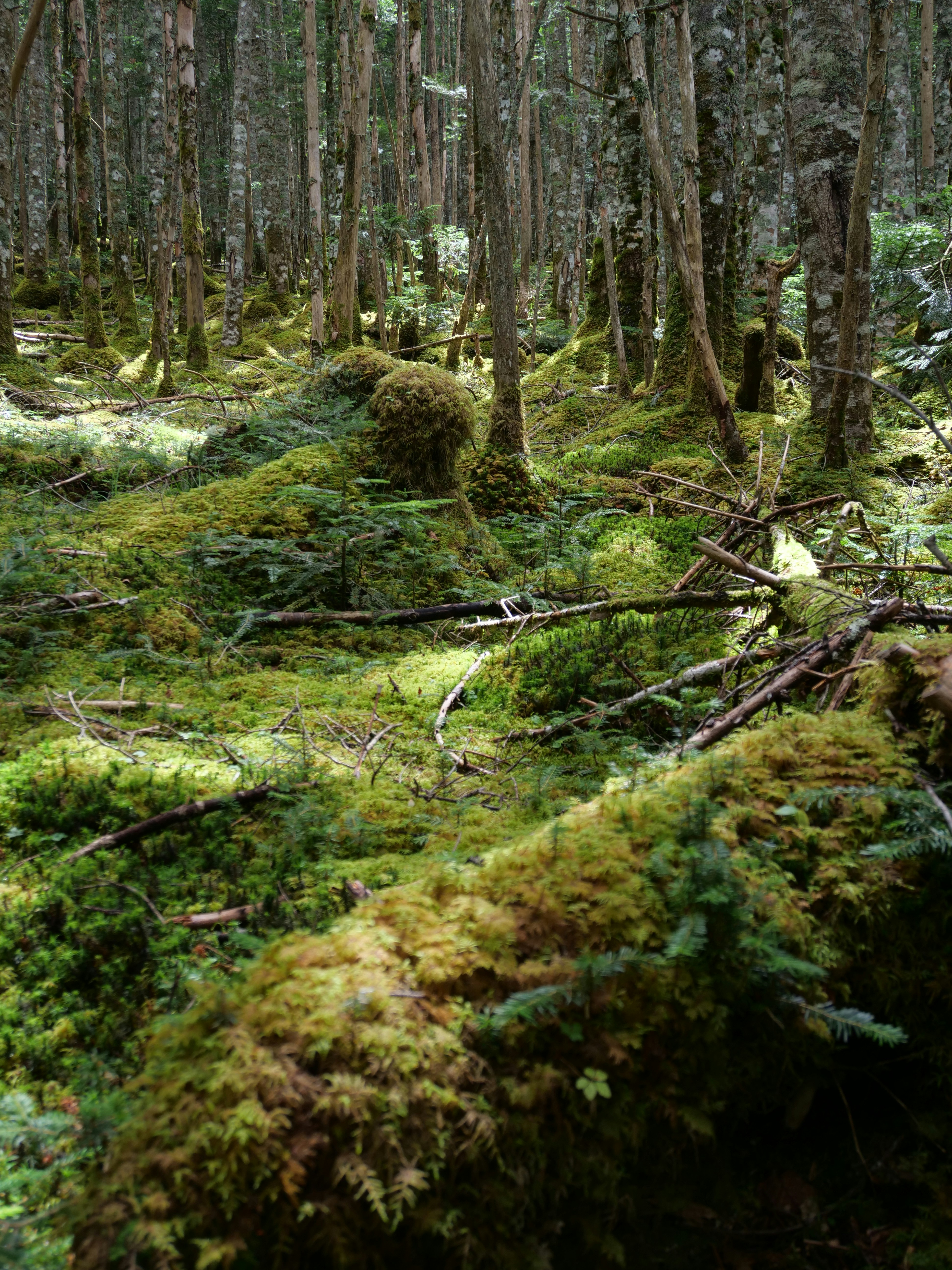 Lush mossy forest floor and slender trunks create a serene, cathedral-like scene dominated by greens and soft light. A natural landscape highlighting texture and depth.