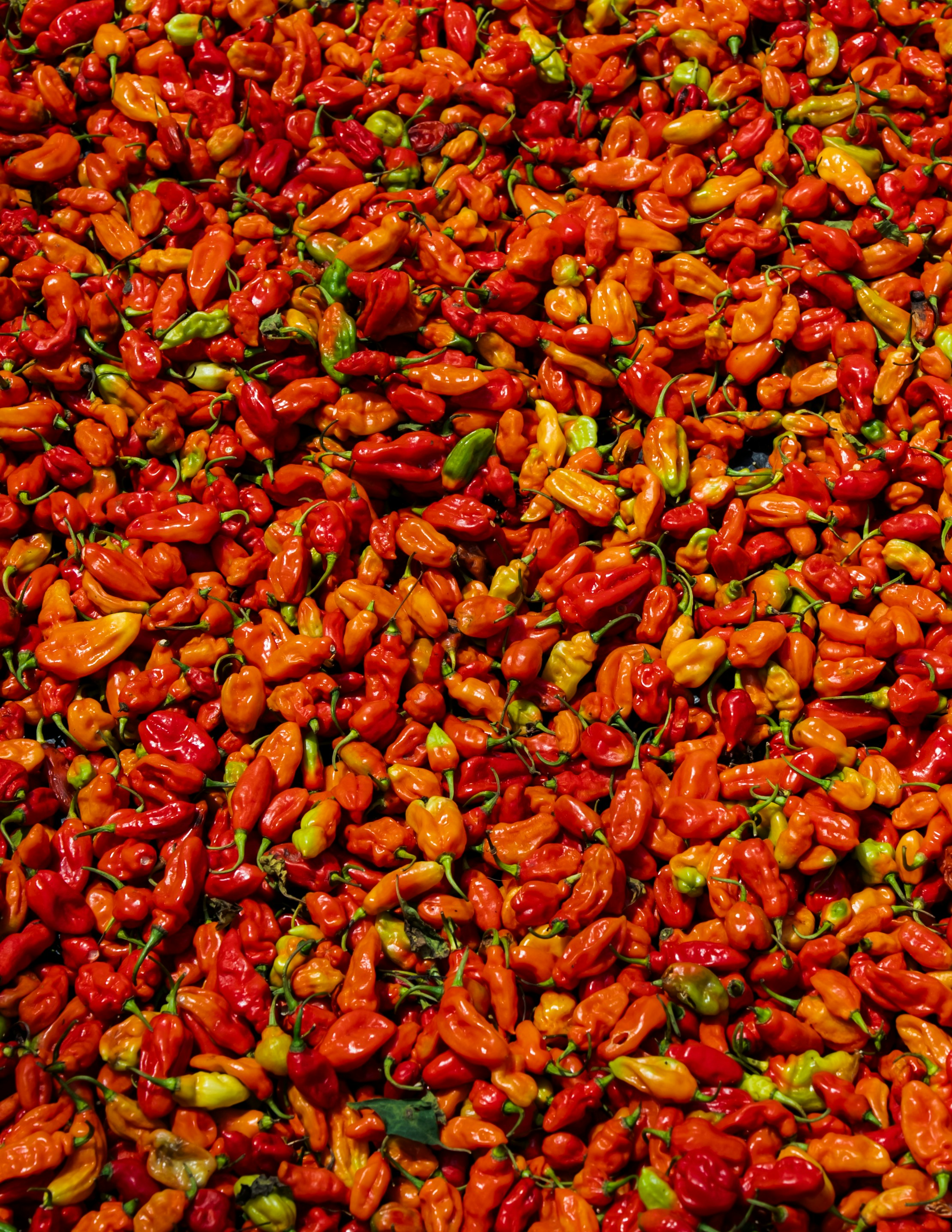 Dense field of small red and orange peppers with hints of green stems; a vibrant produce surface suitable for food photography or market display.