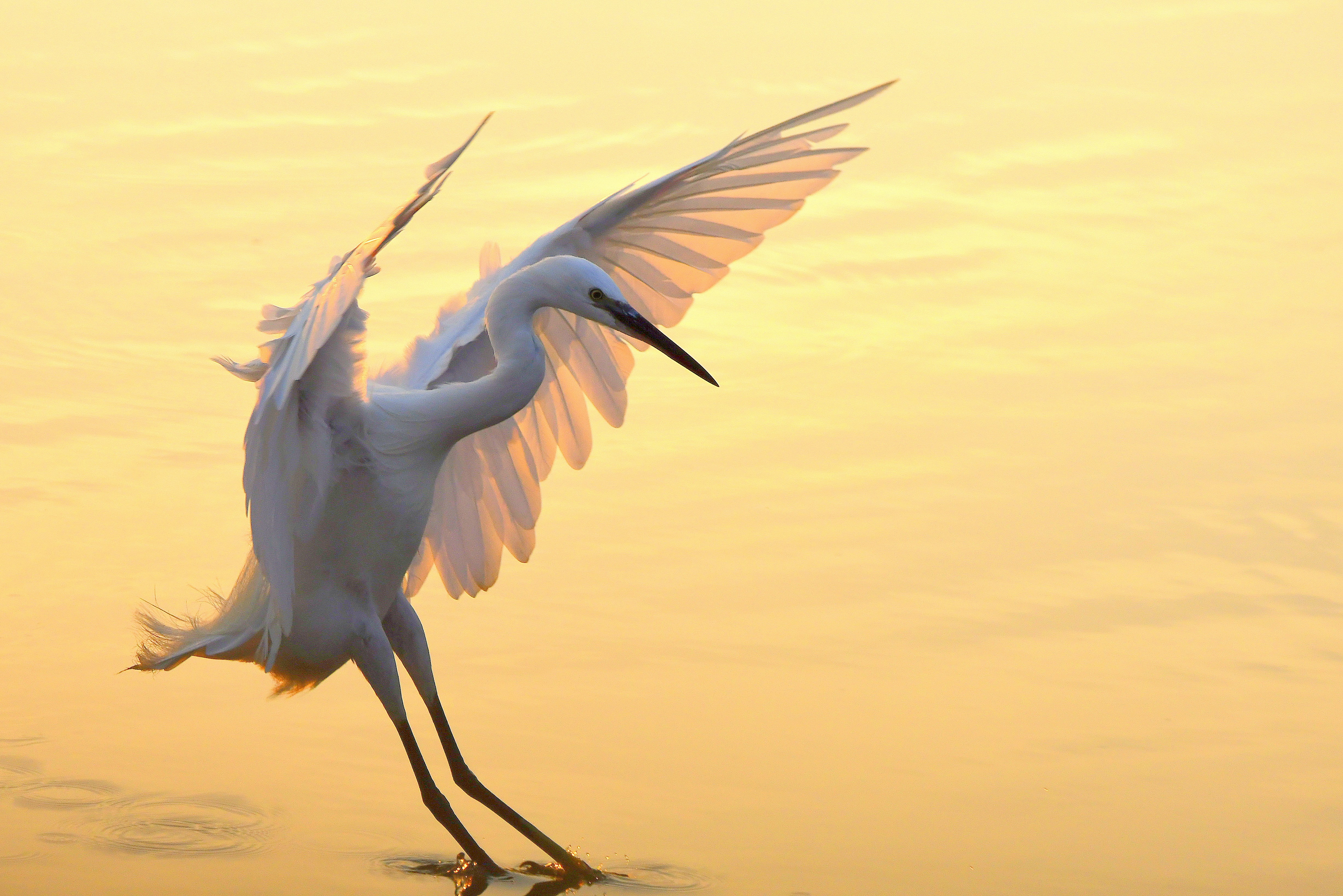 Sunlit Wings: A Heron in Golden Calm
