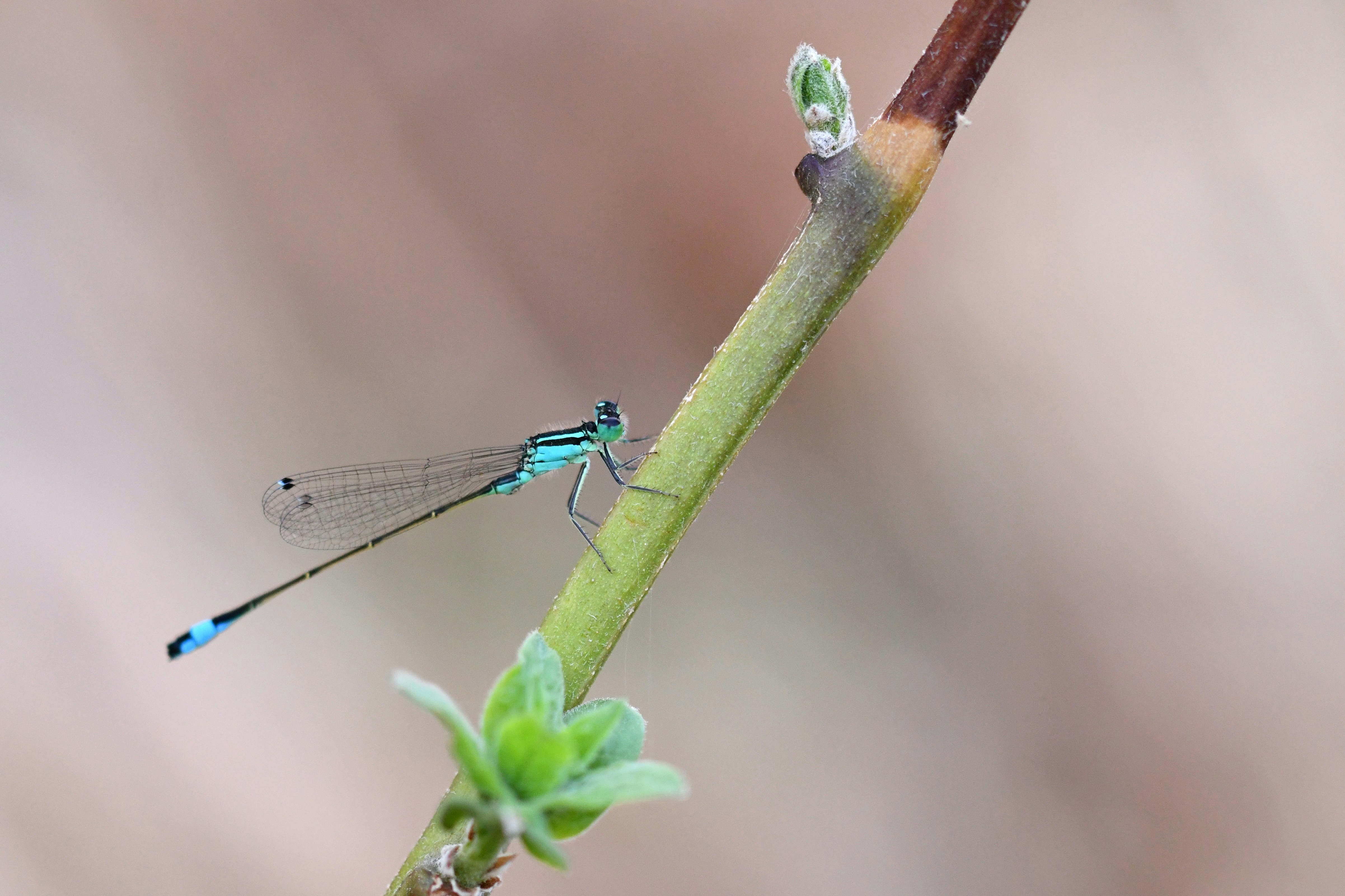 Azure Threadtail Resting on a Spring Twig