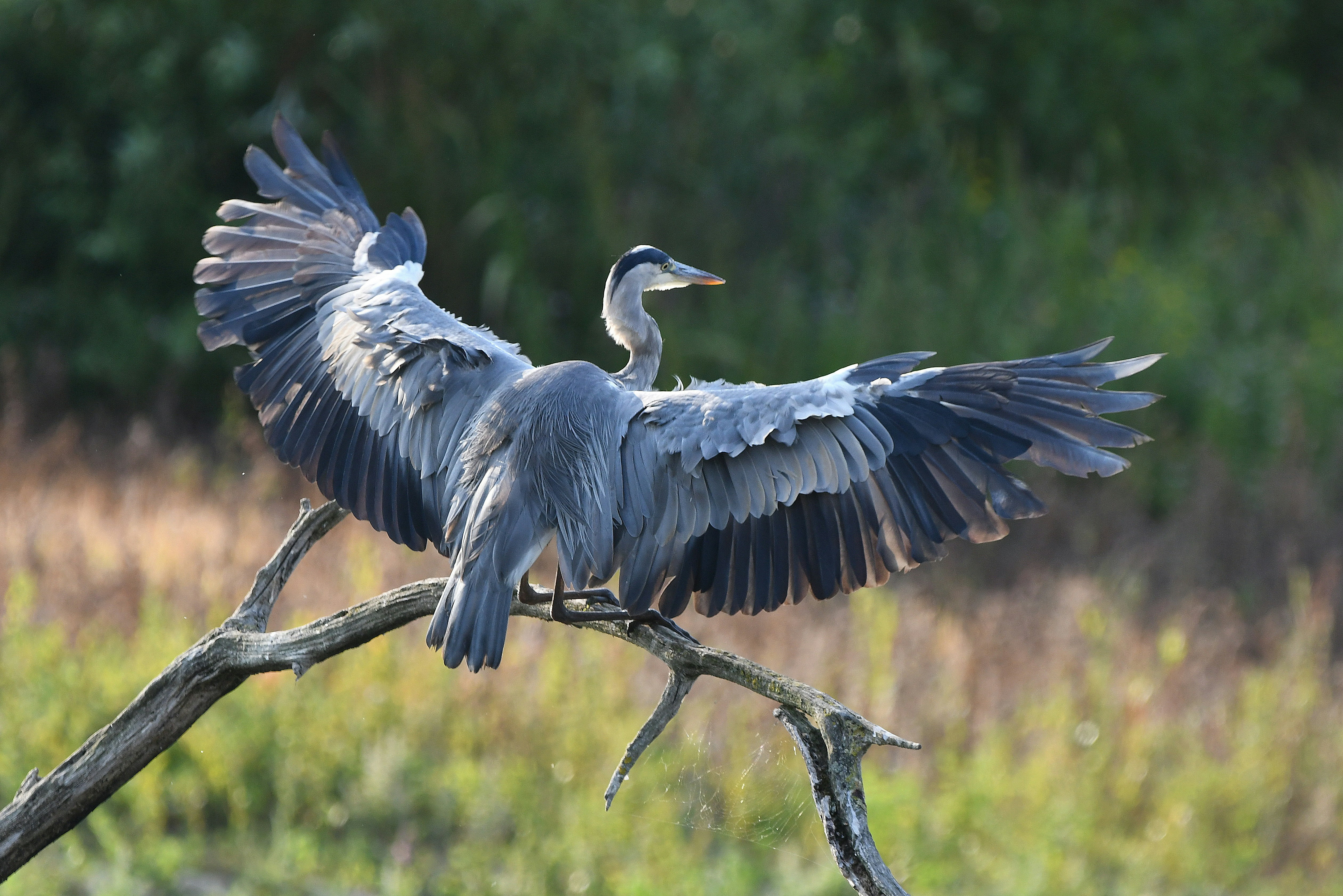 Grey Heron in Mid-Spread on a Weathered Branch