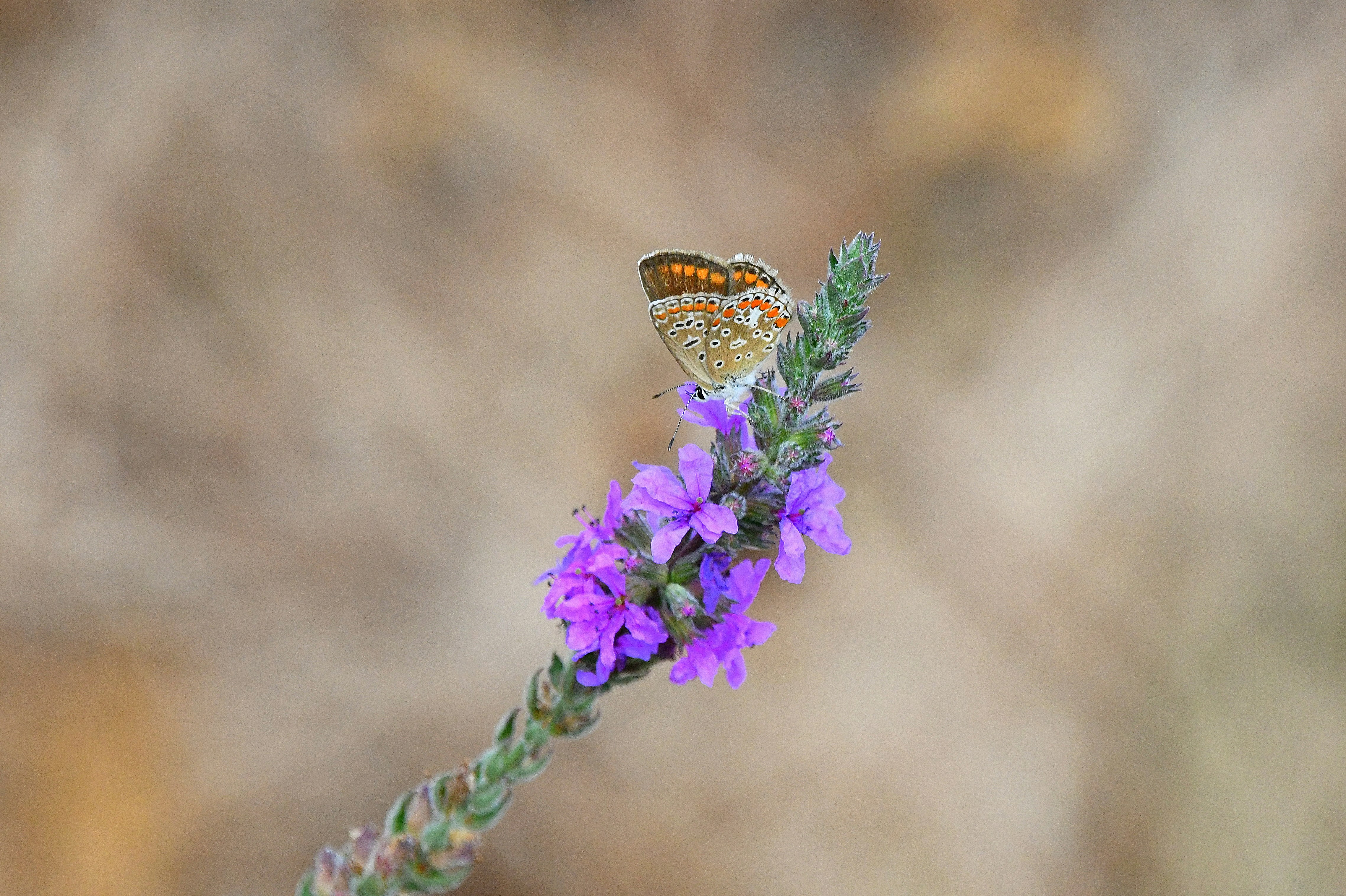 Lavender Twig Sentinel: A Painted Wing on Purple Bloom