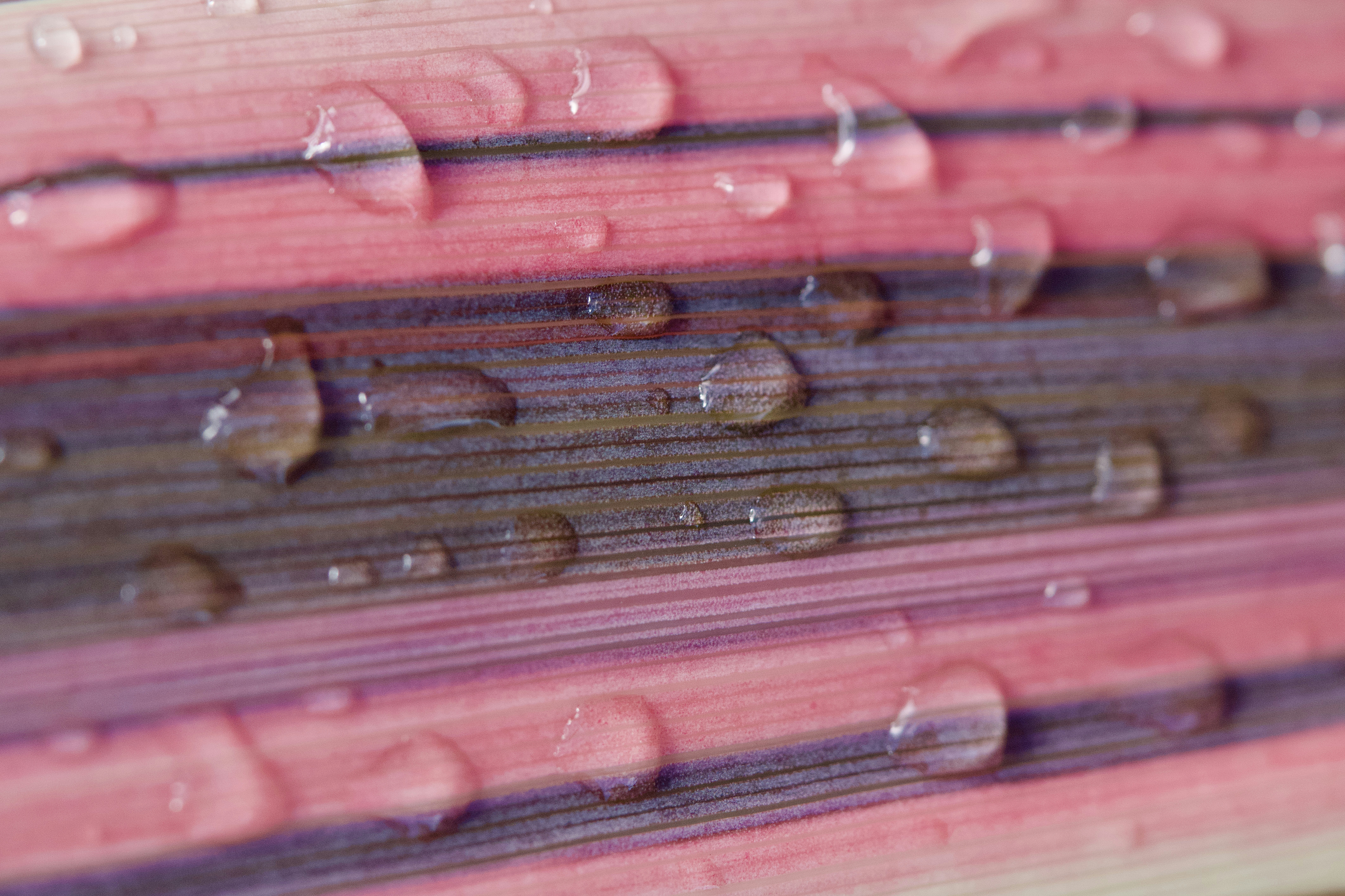 Dew-Rimmed Striations: Crimson Micro-Layered Bark in Morning Light