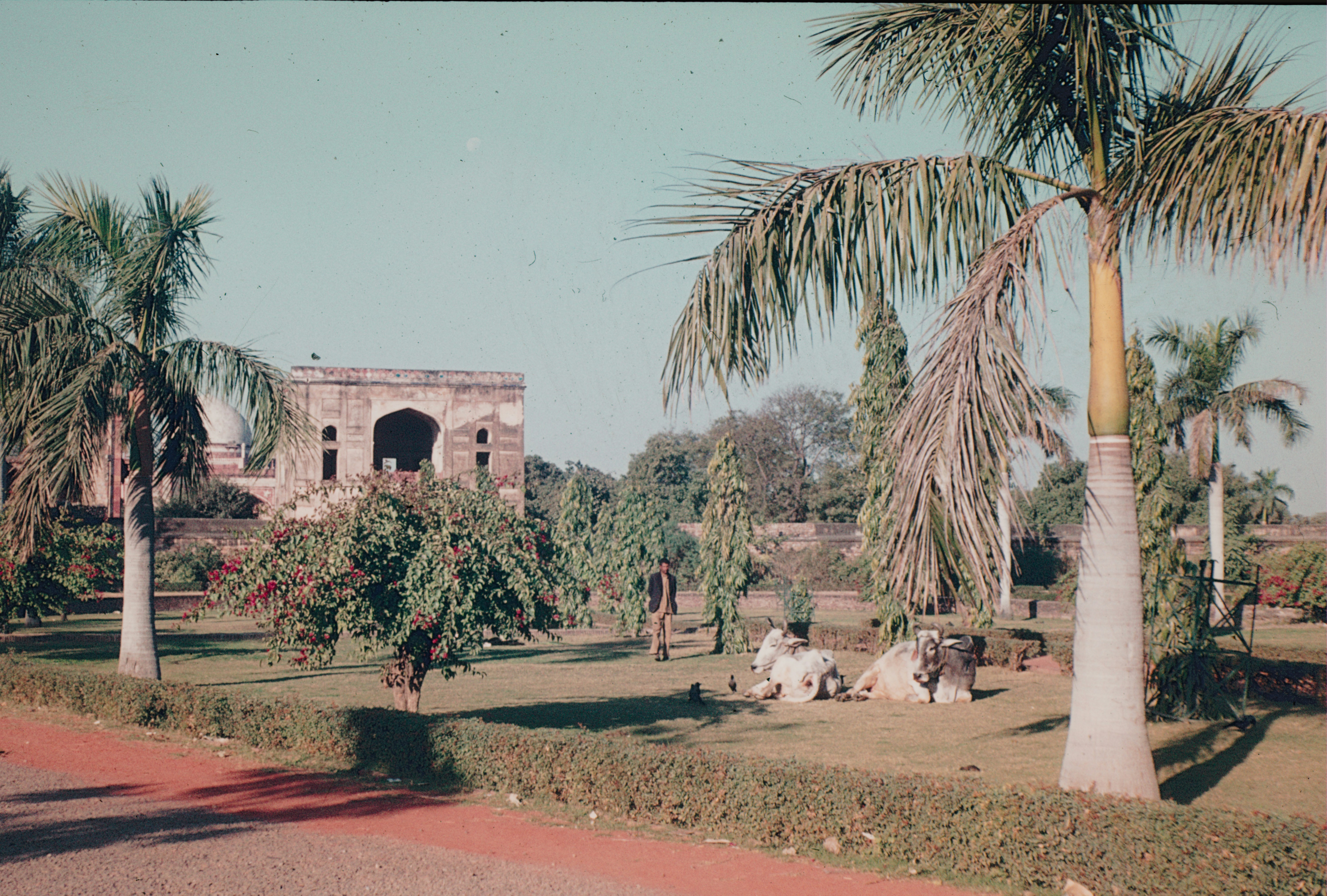 Deserted Heritage Park with Palm Shade and Ancient Archway