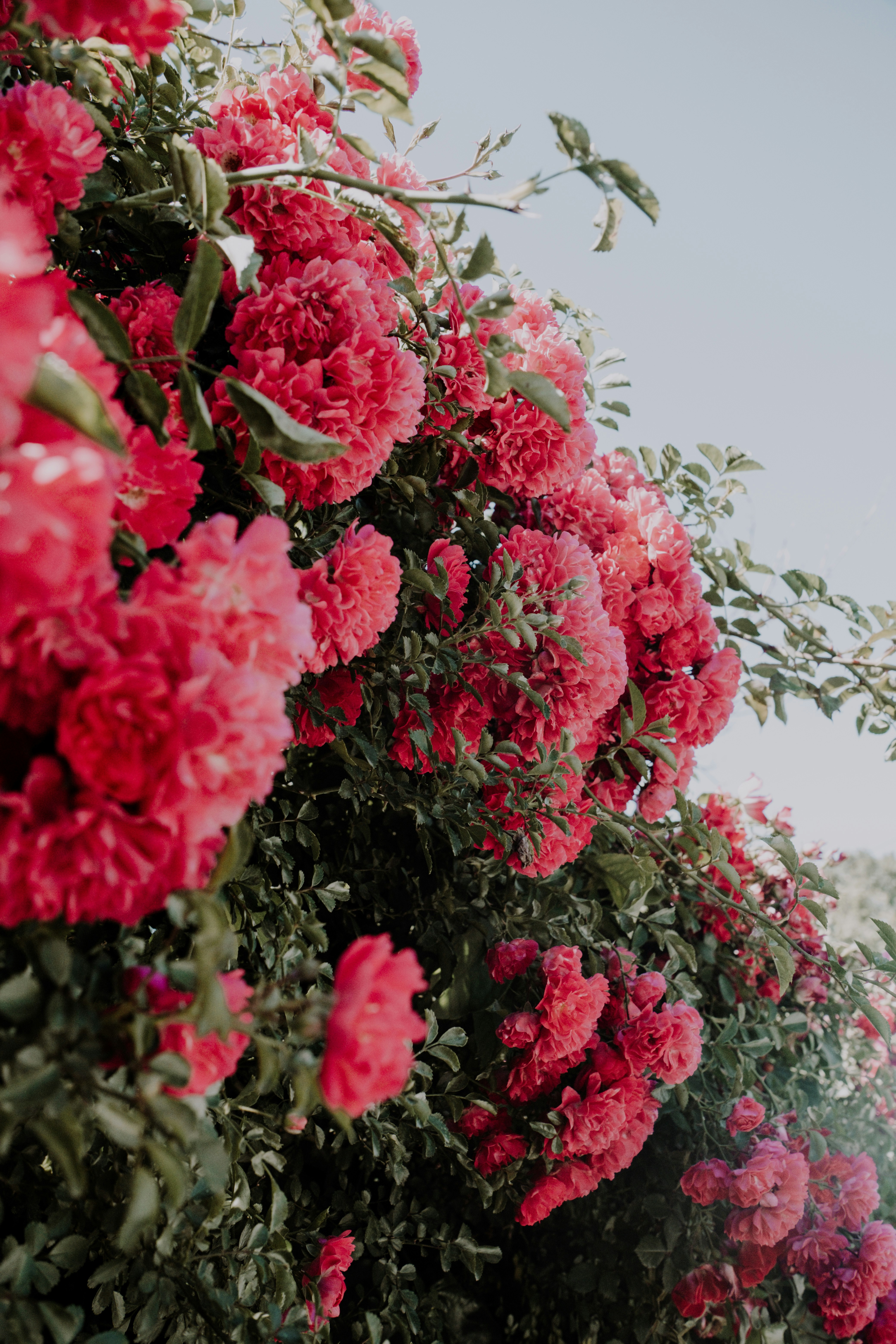 Vibrant pink roses cascade along a leafy hedge under a pale blue sky, capturing a sunlit garden moment with lush floral texture.