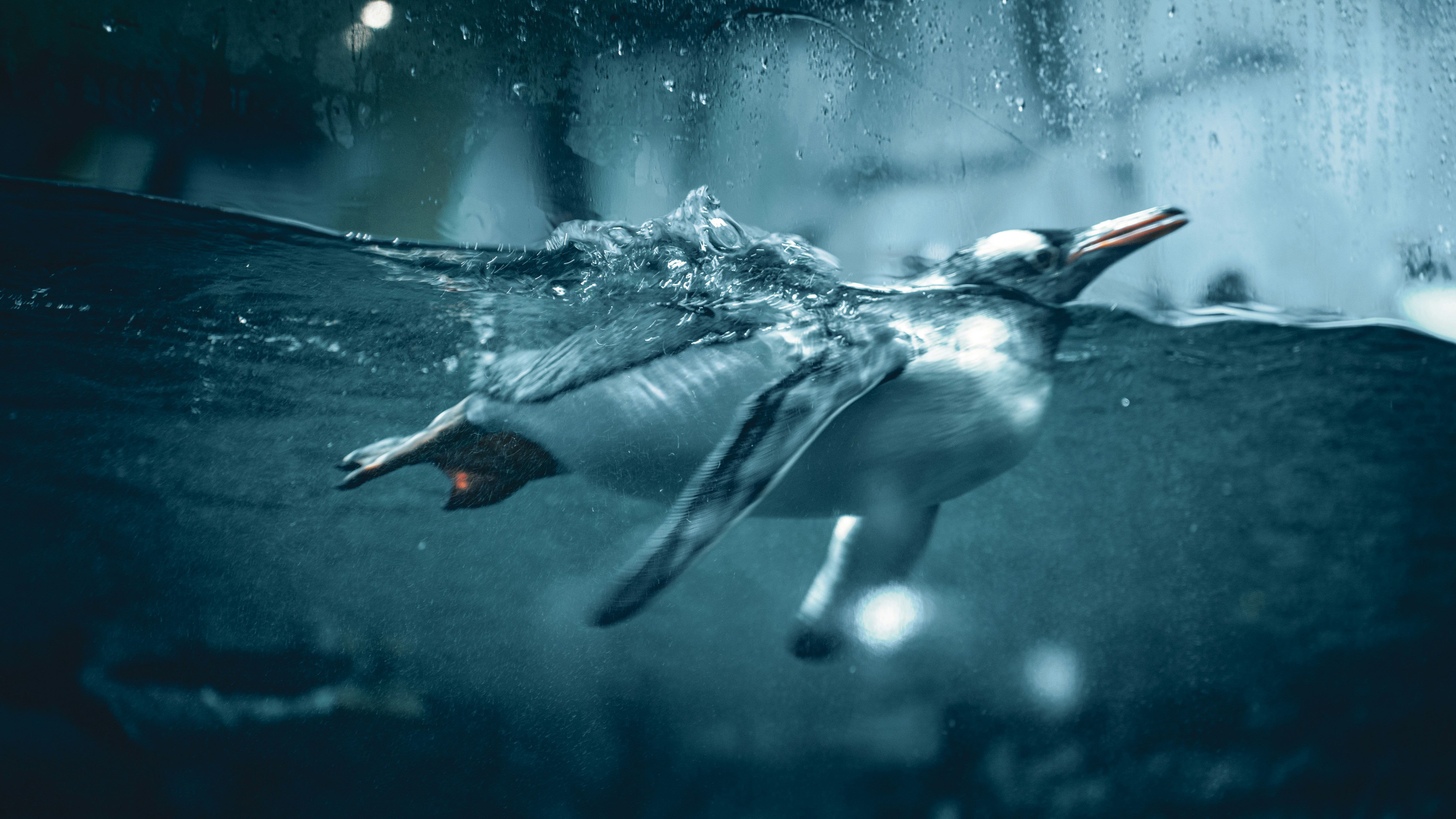 Mid‑Dive Penguin: A Submerged Glide Through Turquoise Currents