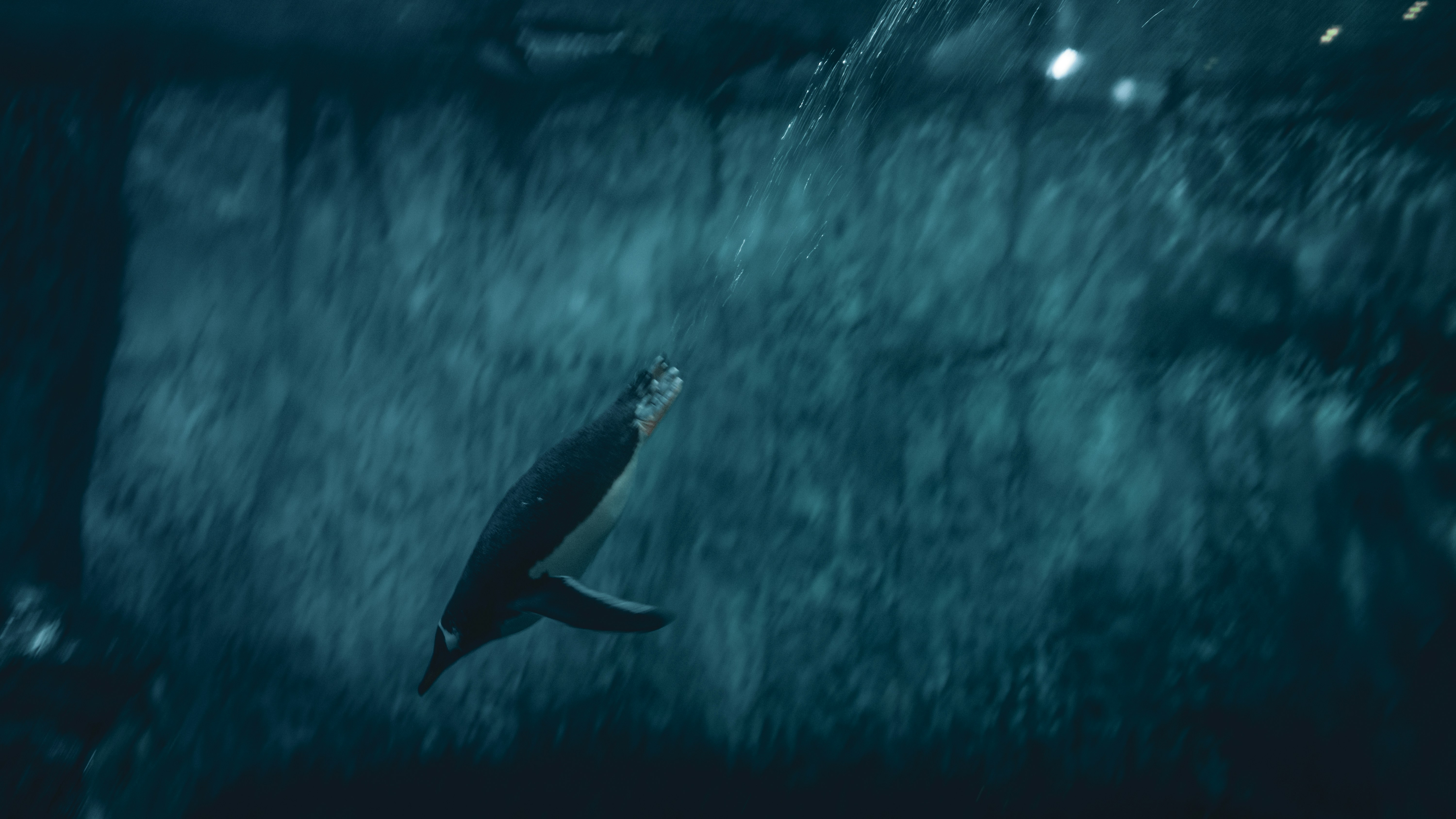 A penguin swimming underwater in a dark blue environment with light streaks