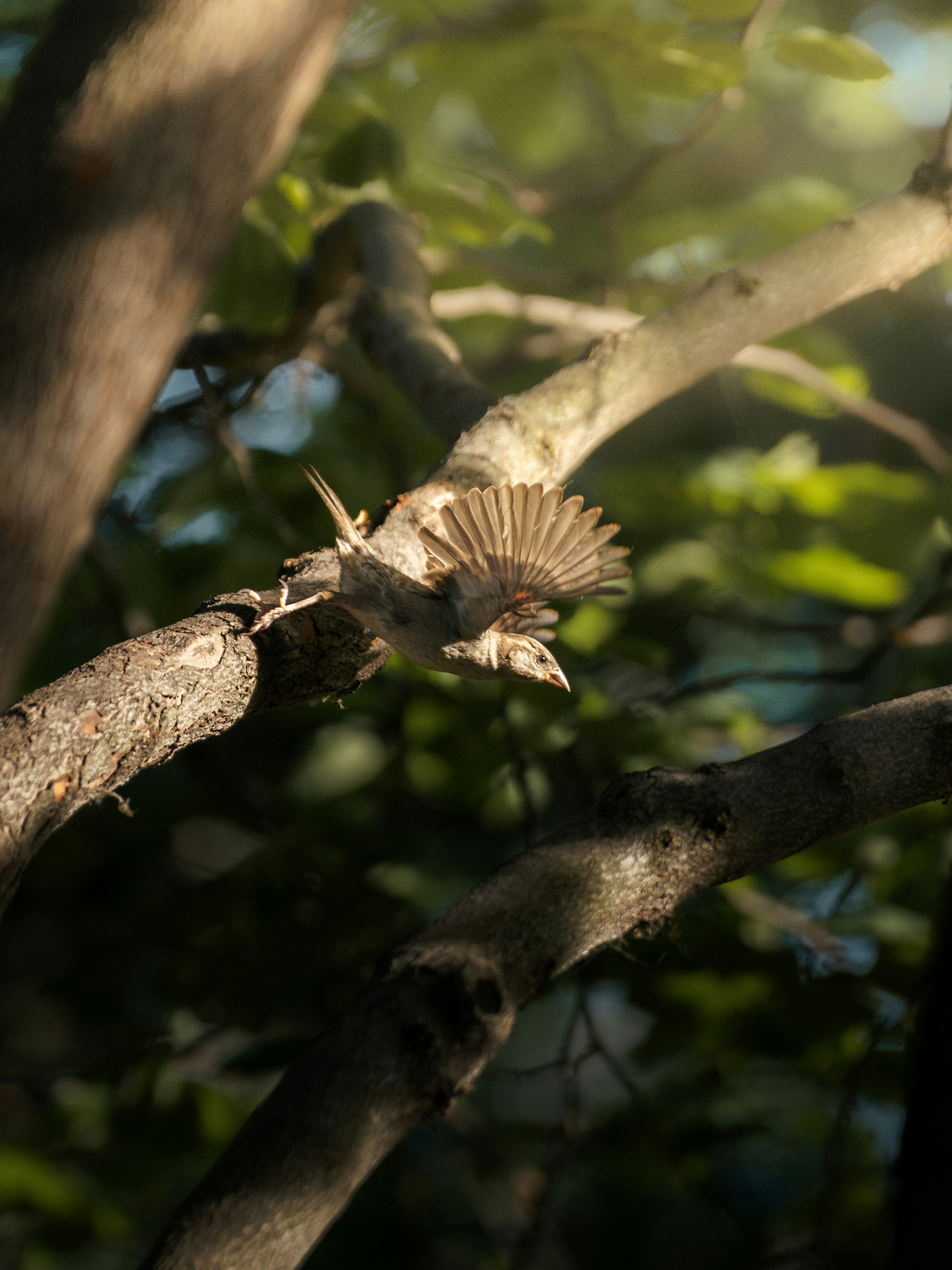 Winged Moment: a tiny bird stretched on a sunlit branch