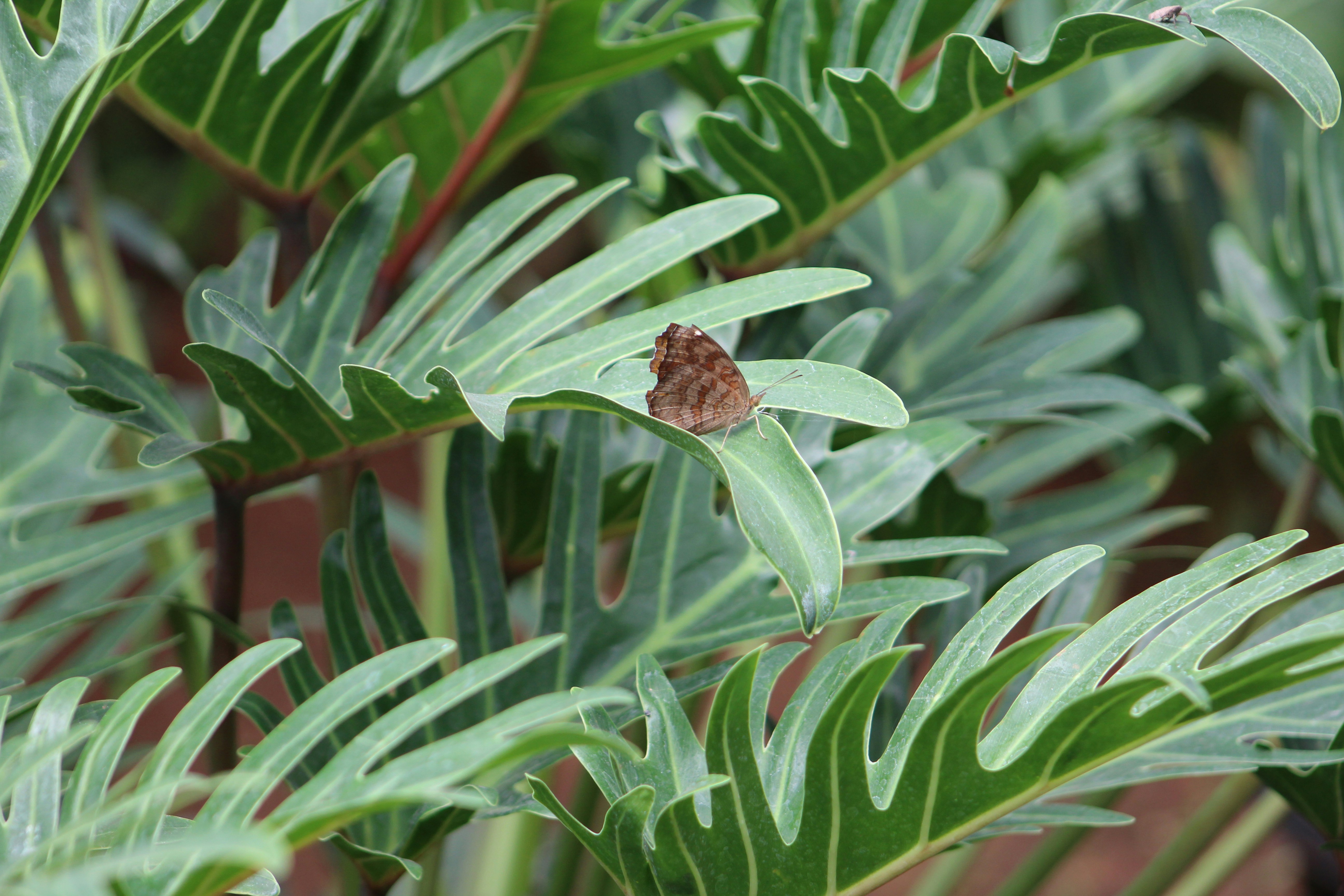 Leaf Veil: A Brown Butterfly Resting Among Ferny Fronds