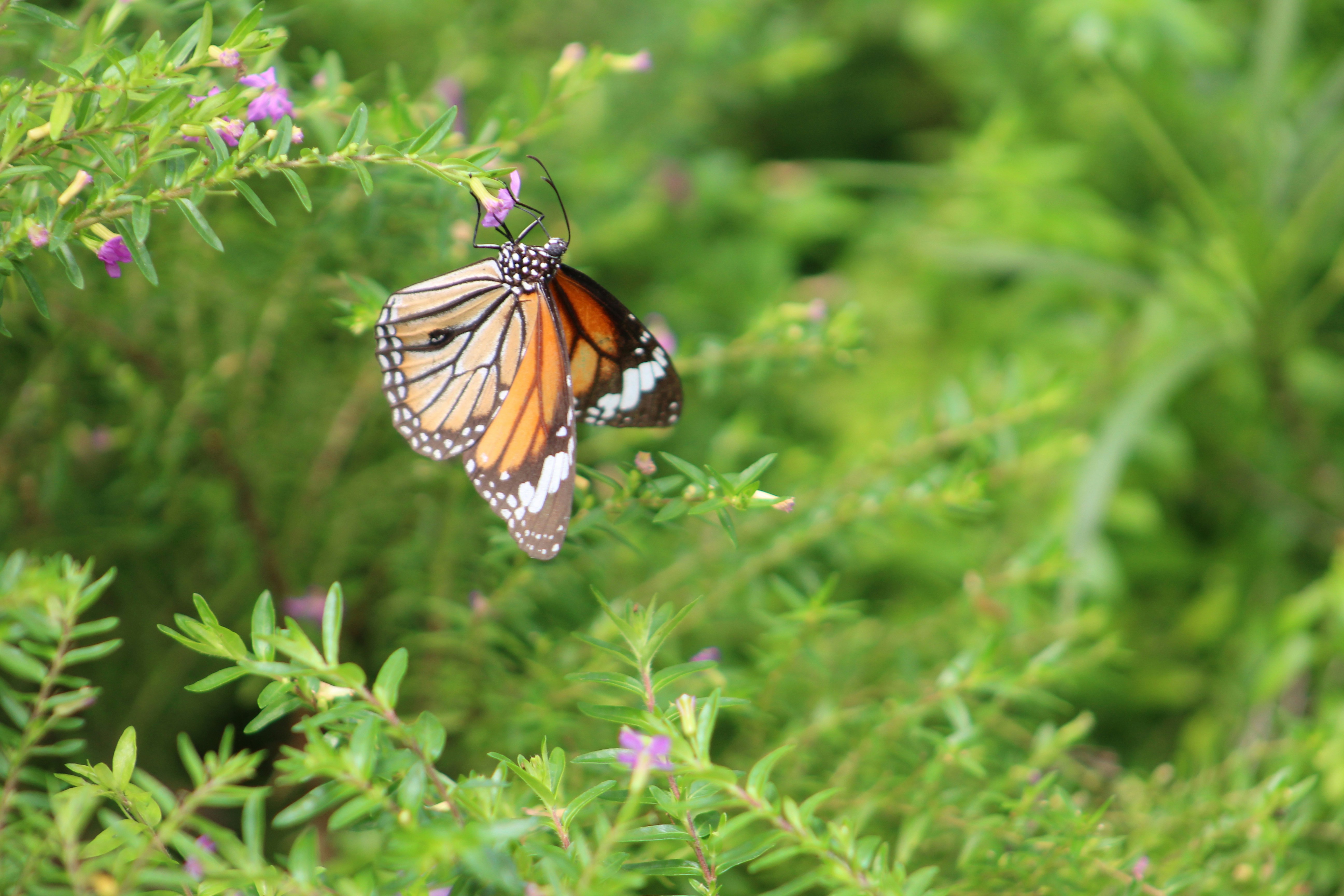 Amber wings on emerald canvas: a butterfly at rest among wildflowers