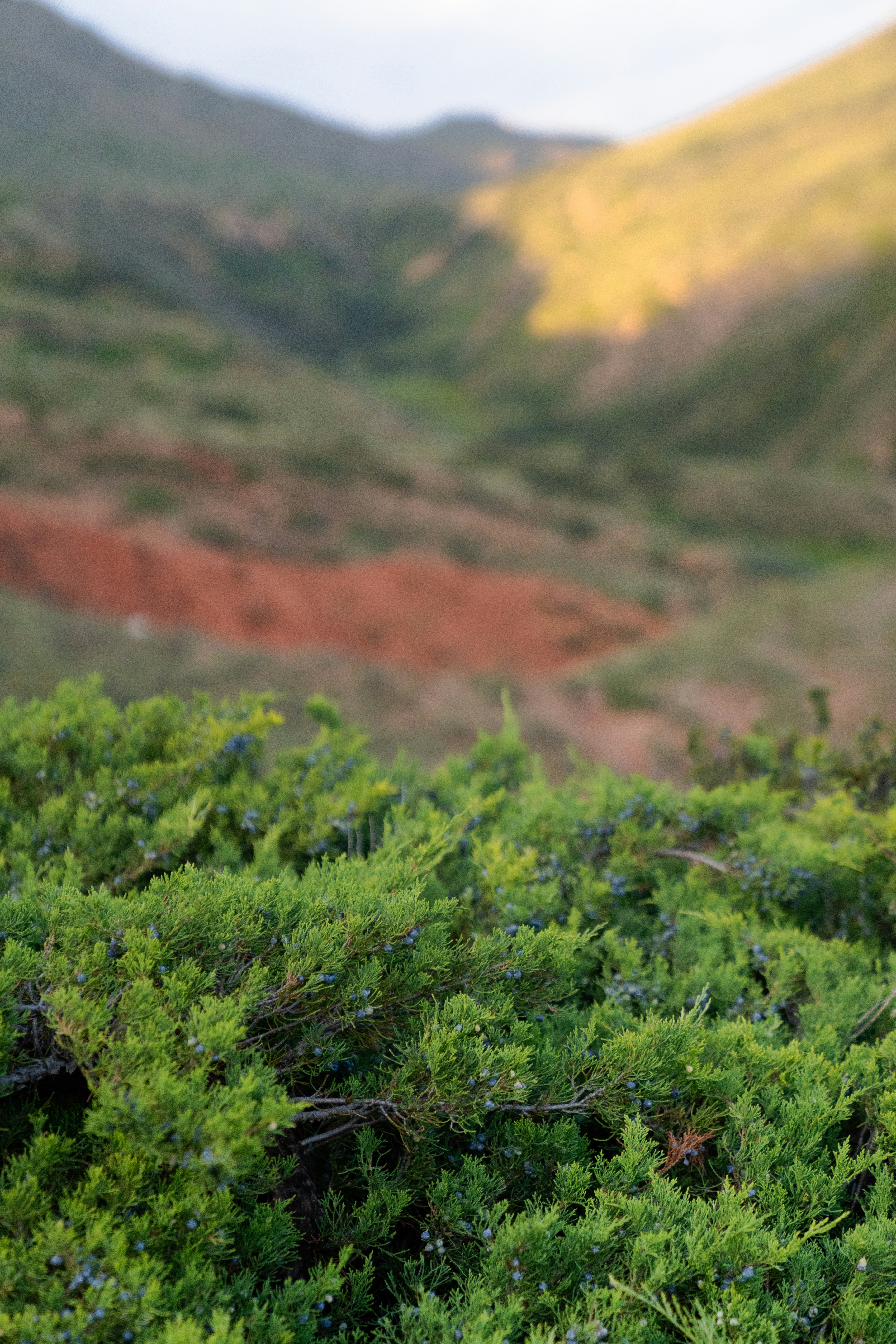 Low-lying Foliage Over a Quiet Valley Verge