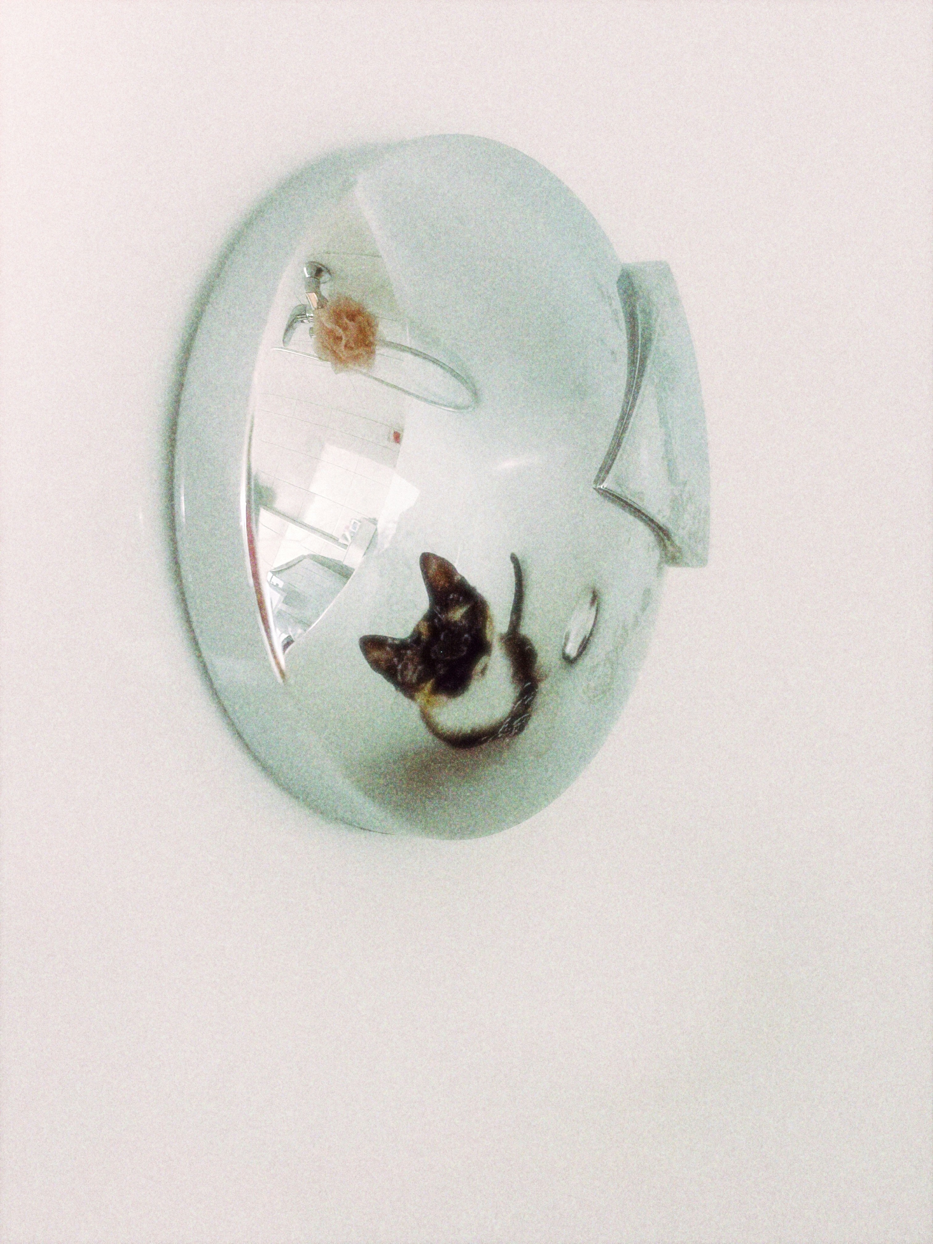 Circular Reflection: A Curious Cat Stares Back from a Polished Mirror