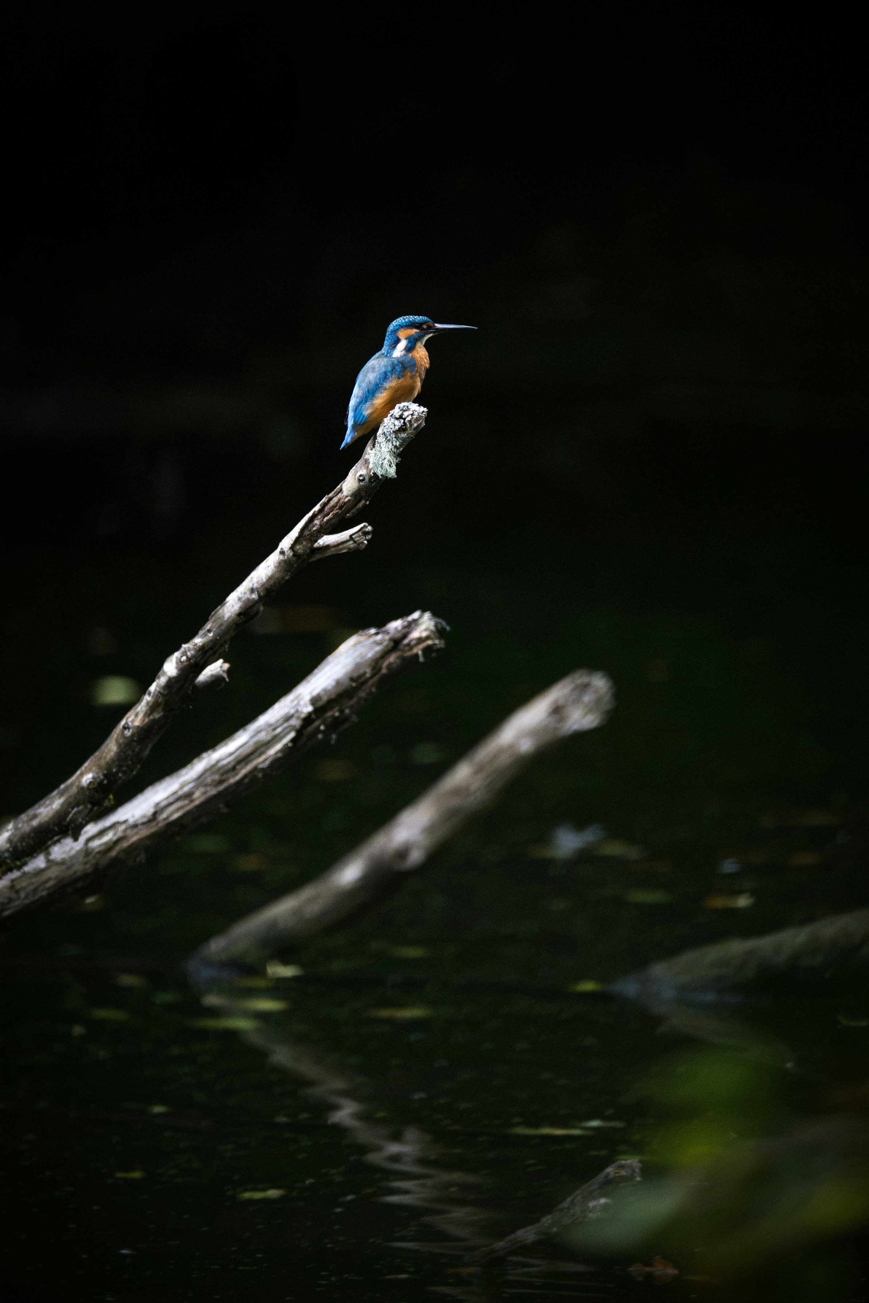 Azure Emperor on a Withered Limb