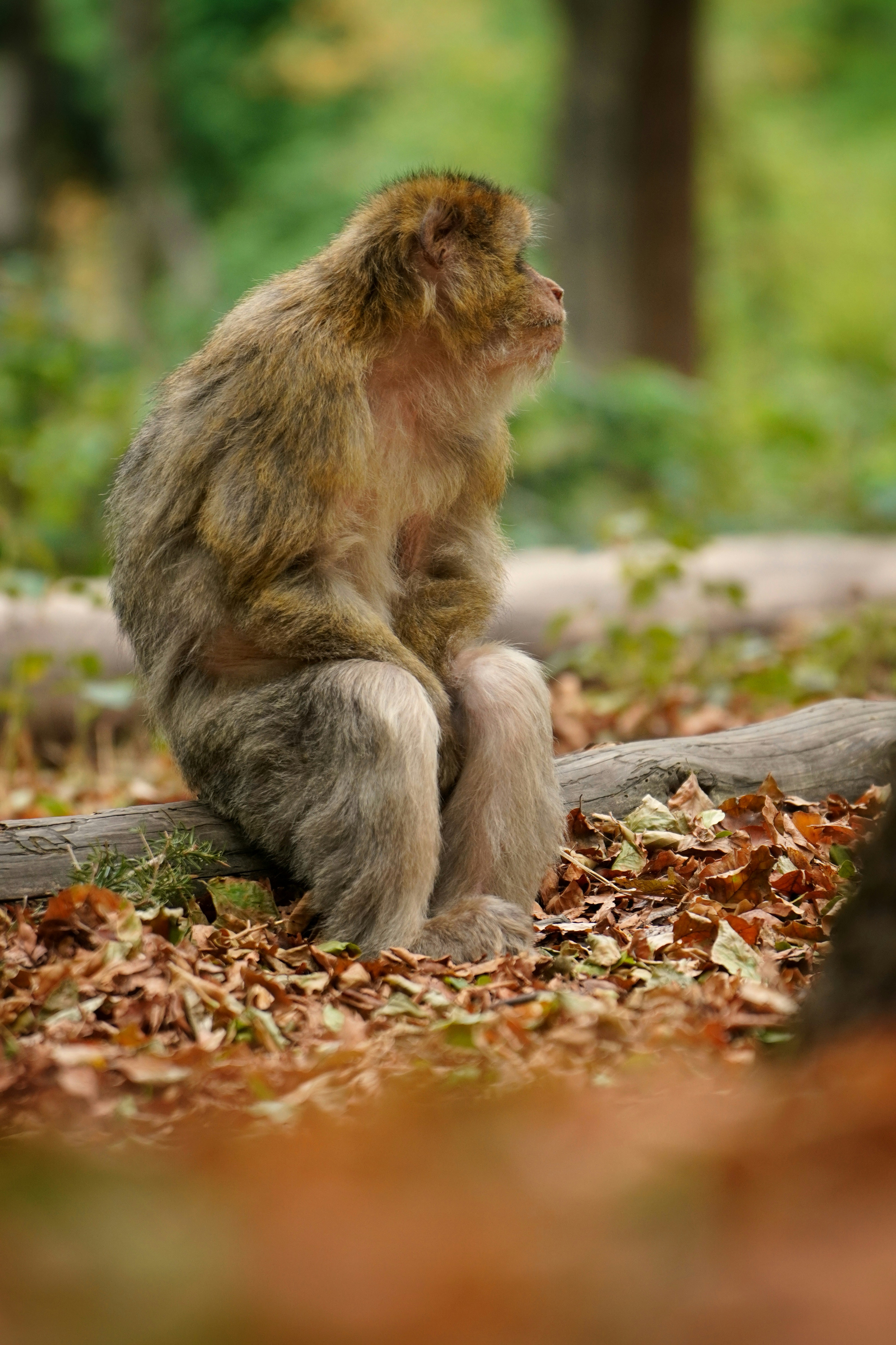 Primed for Pauses: A thoughtful moment of a monkey in autumn light
