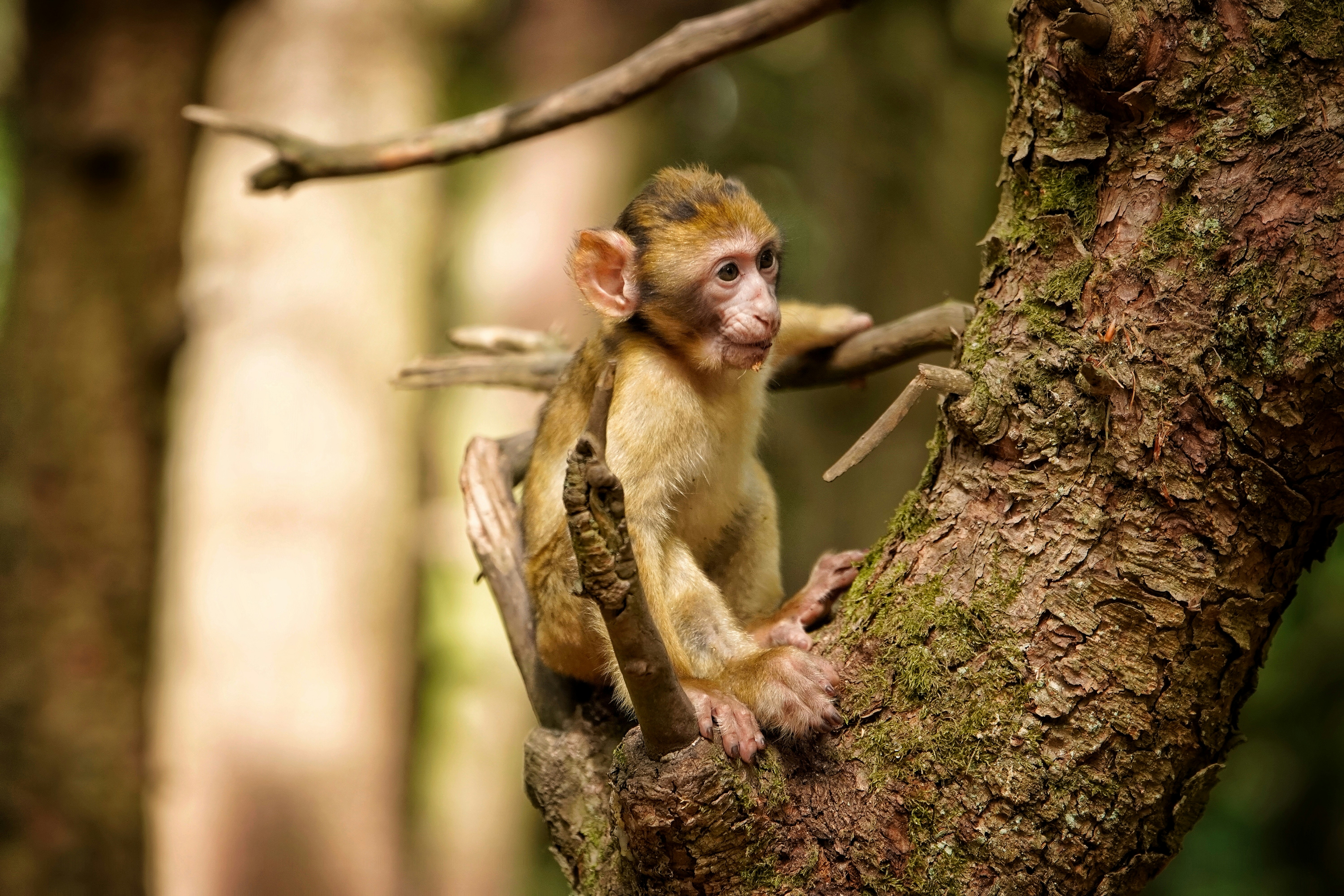 Tiny Tree Acrobat: Curious Monkey in Dappled Forest Light