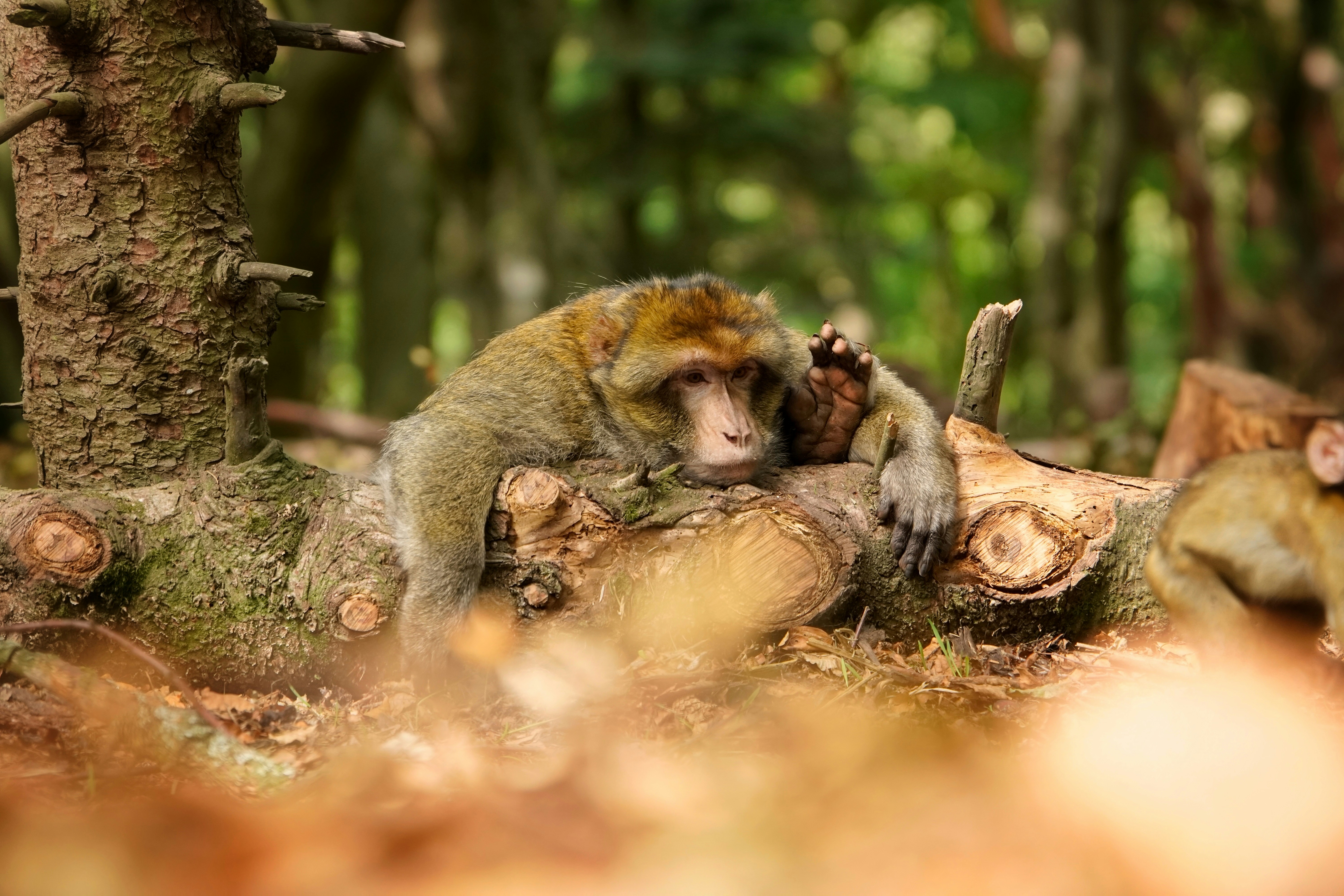 Resting Monkey on a Log Bed in Dappled Forest Light