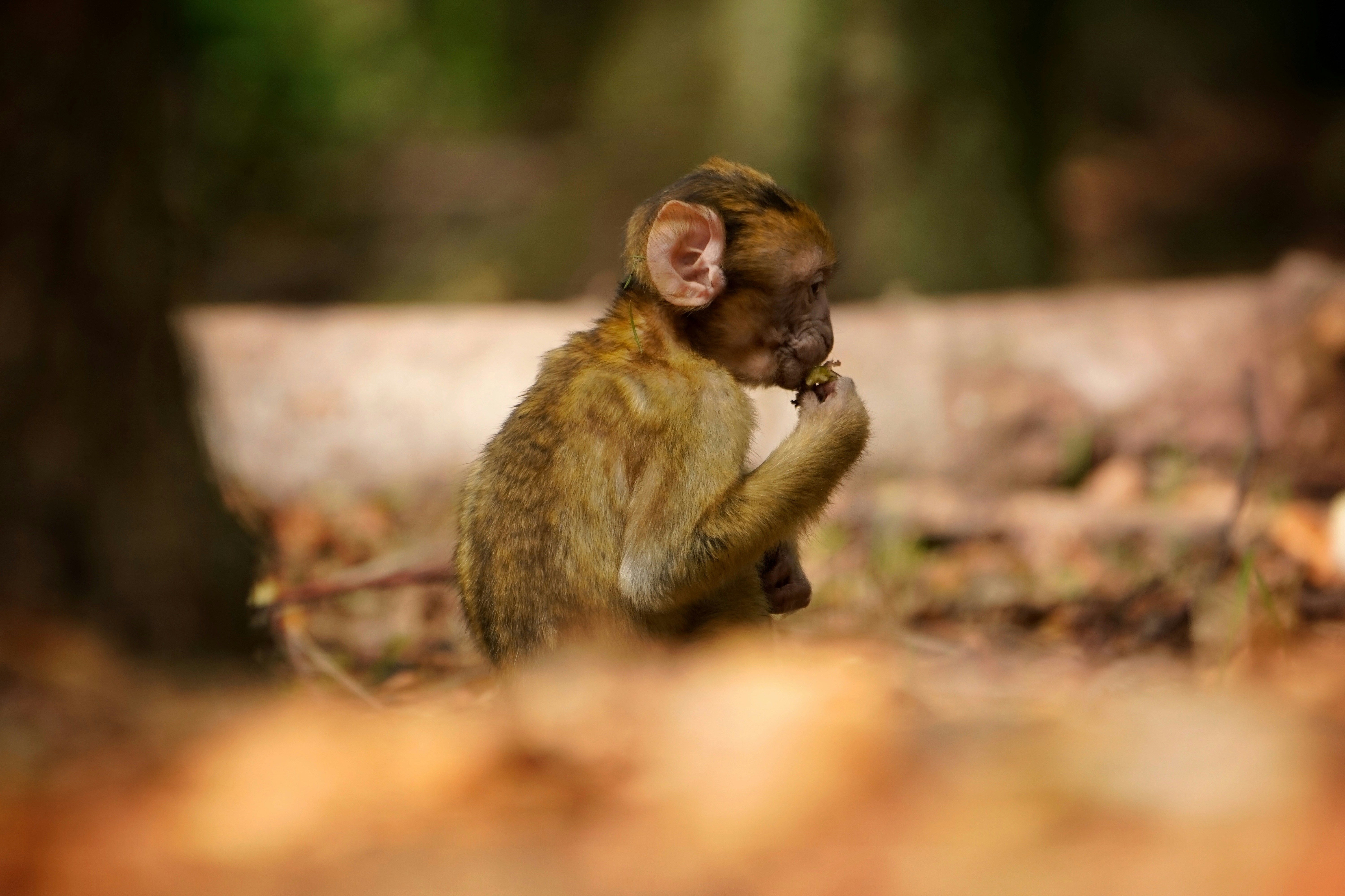 Tiny Moment, Big Focus: Curious Primate in Golden Light