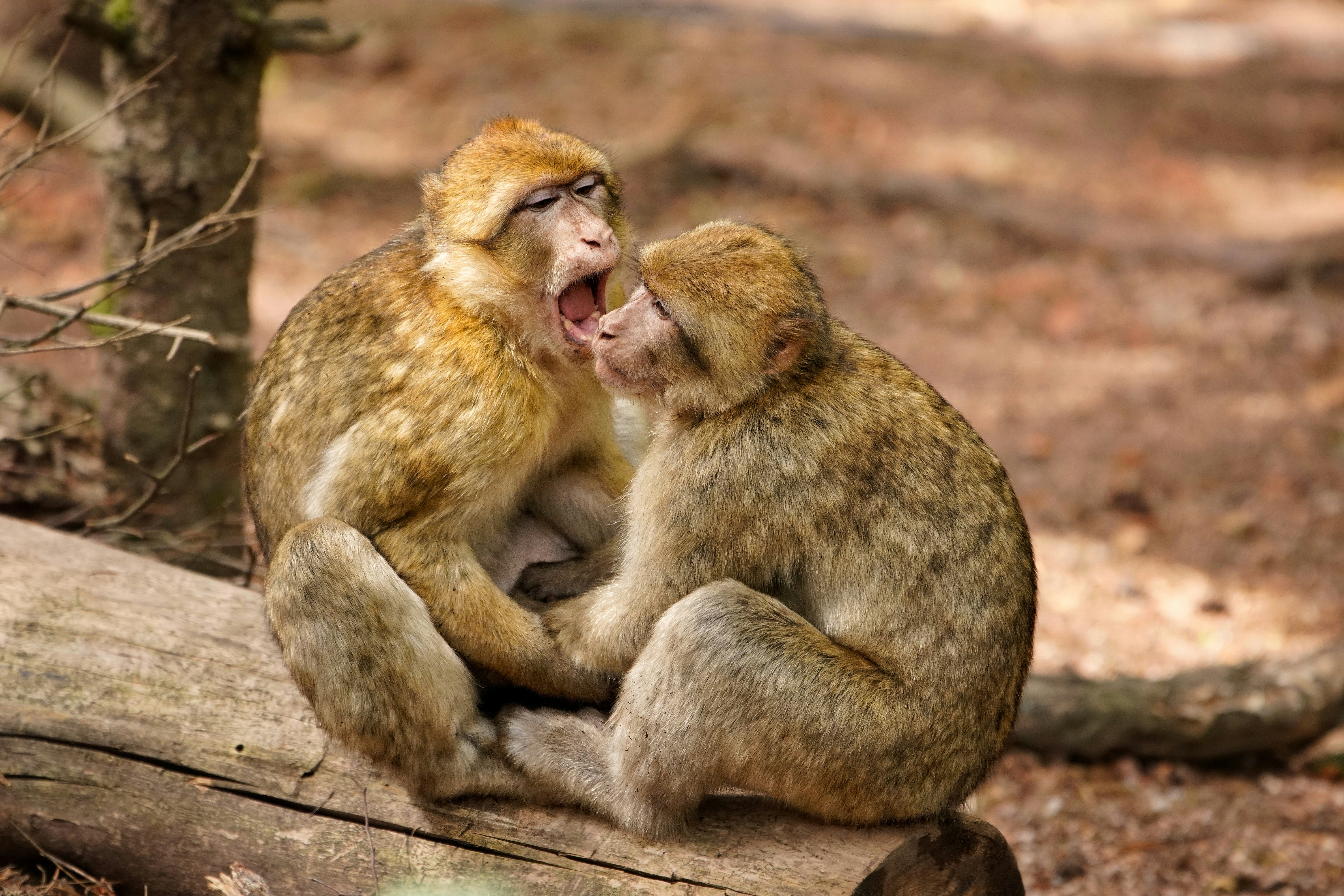 Grapple of Primaries: Monkeys in a Moment of Vocal Contact