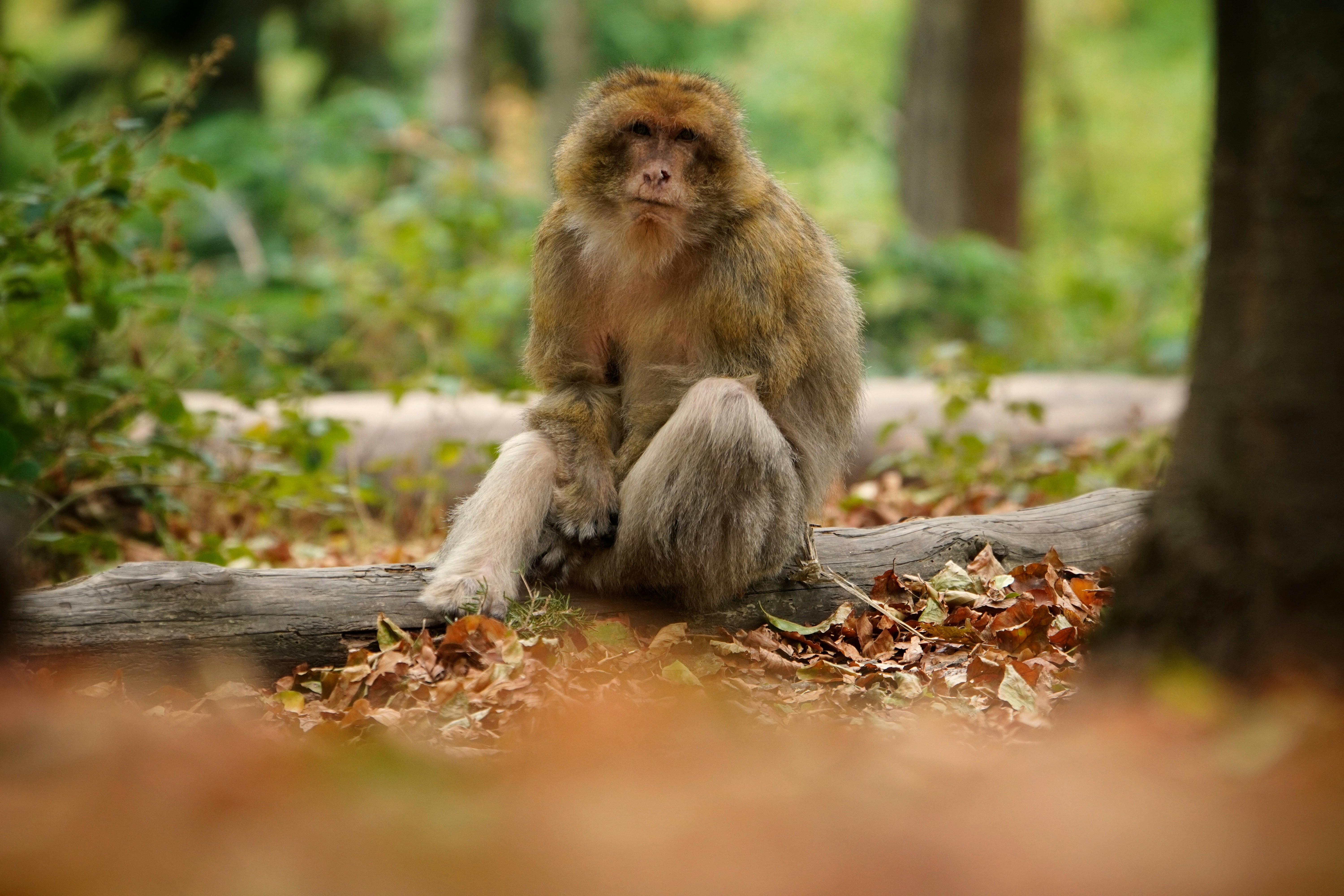 Centered Red-Crowned Monkey in a Quiet Forest Clearing