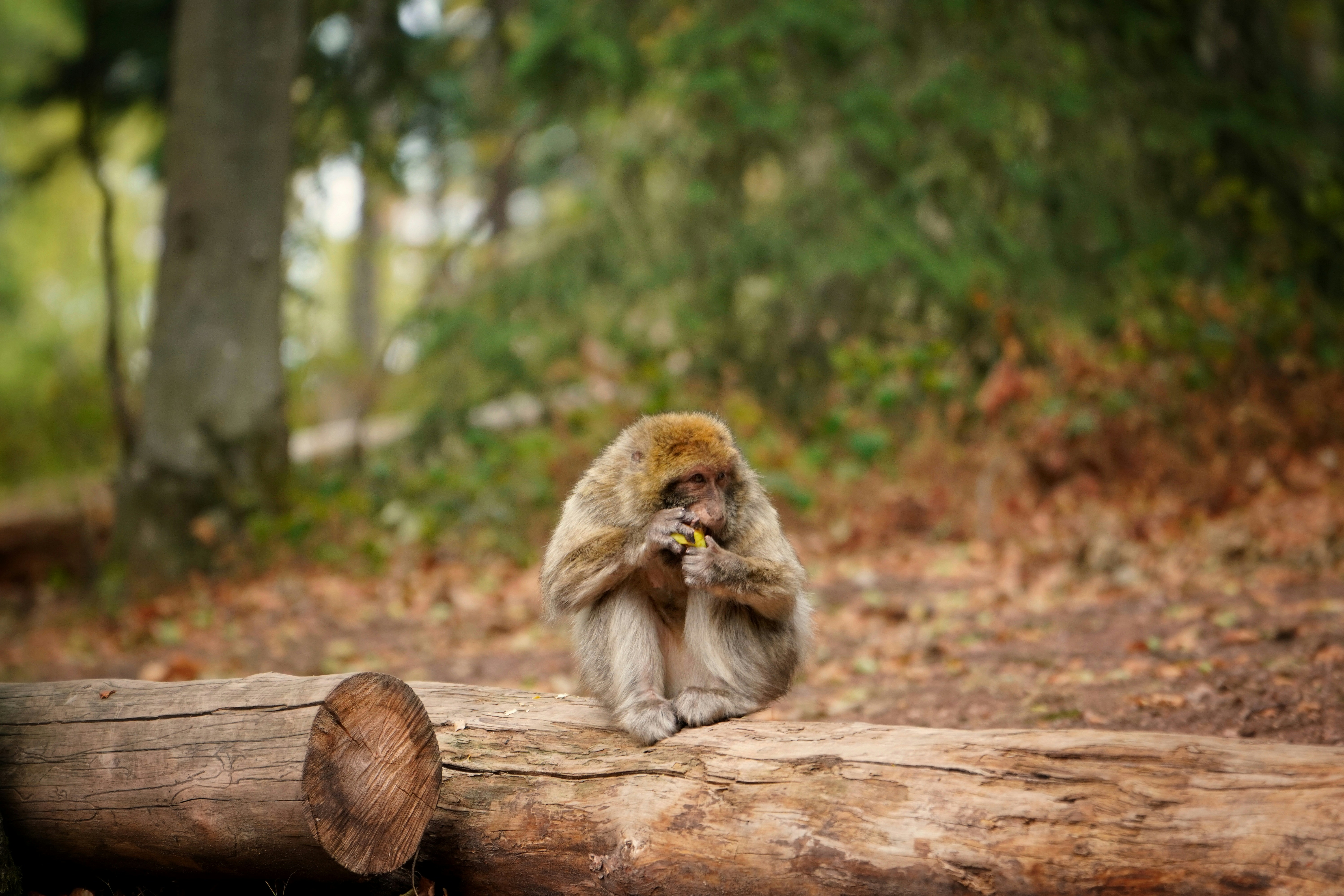 Mono in the Wood: A Curious Golden Monk Eating in Quiet Light