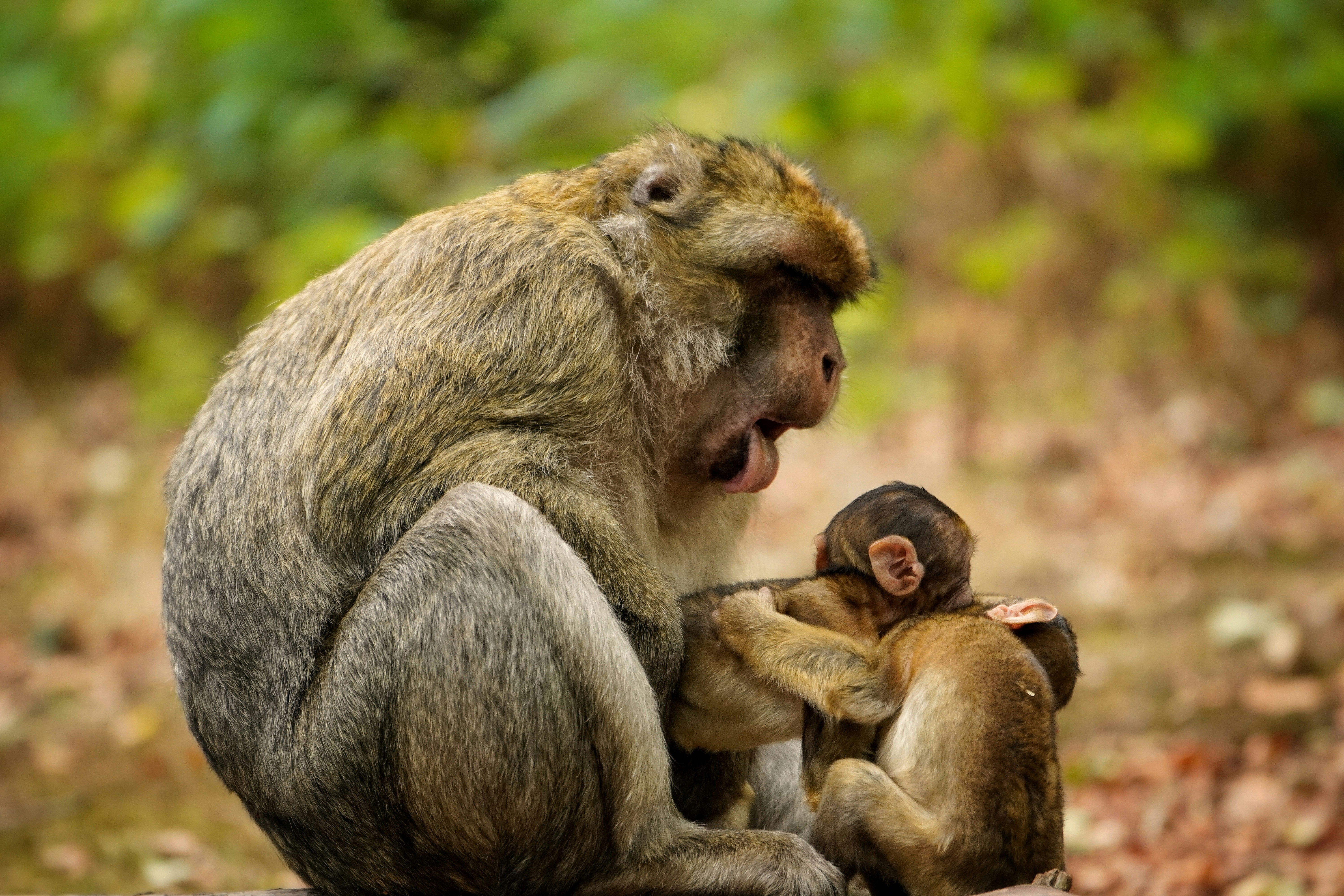 Mom and Raising Chimps: A Tender Moment in the Forest