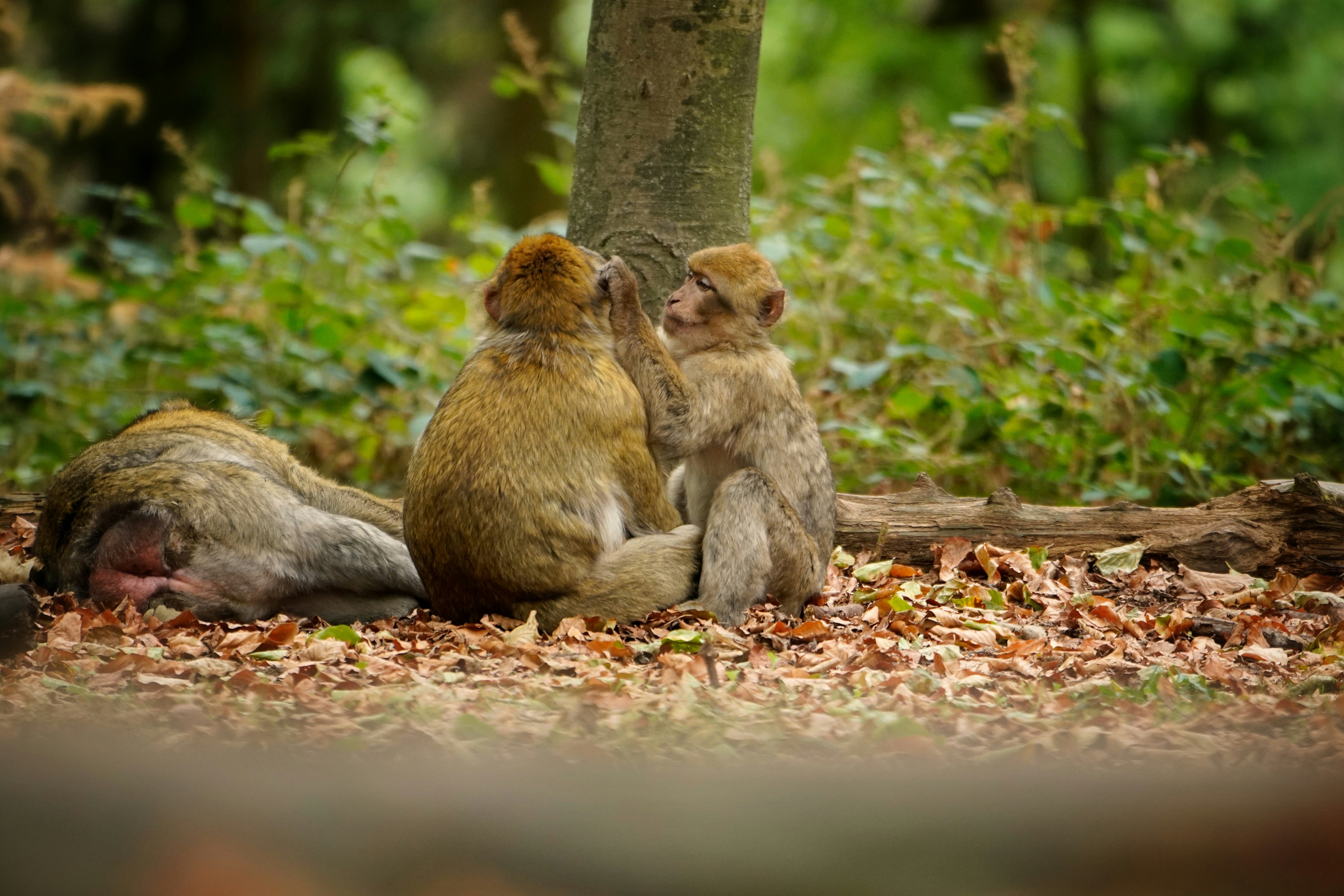 Monkeys in a Quiet Forest Resting by a Tree