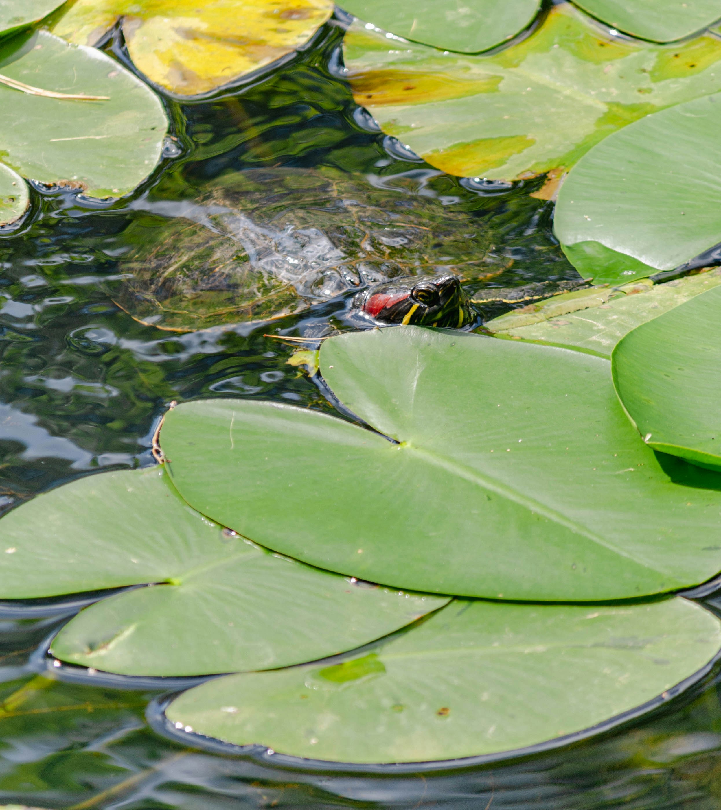 Turtle Swimming Among Water Lilies