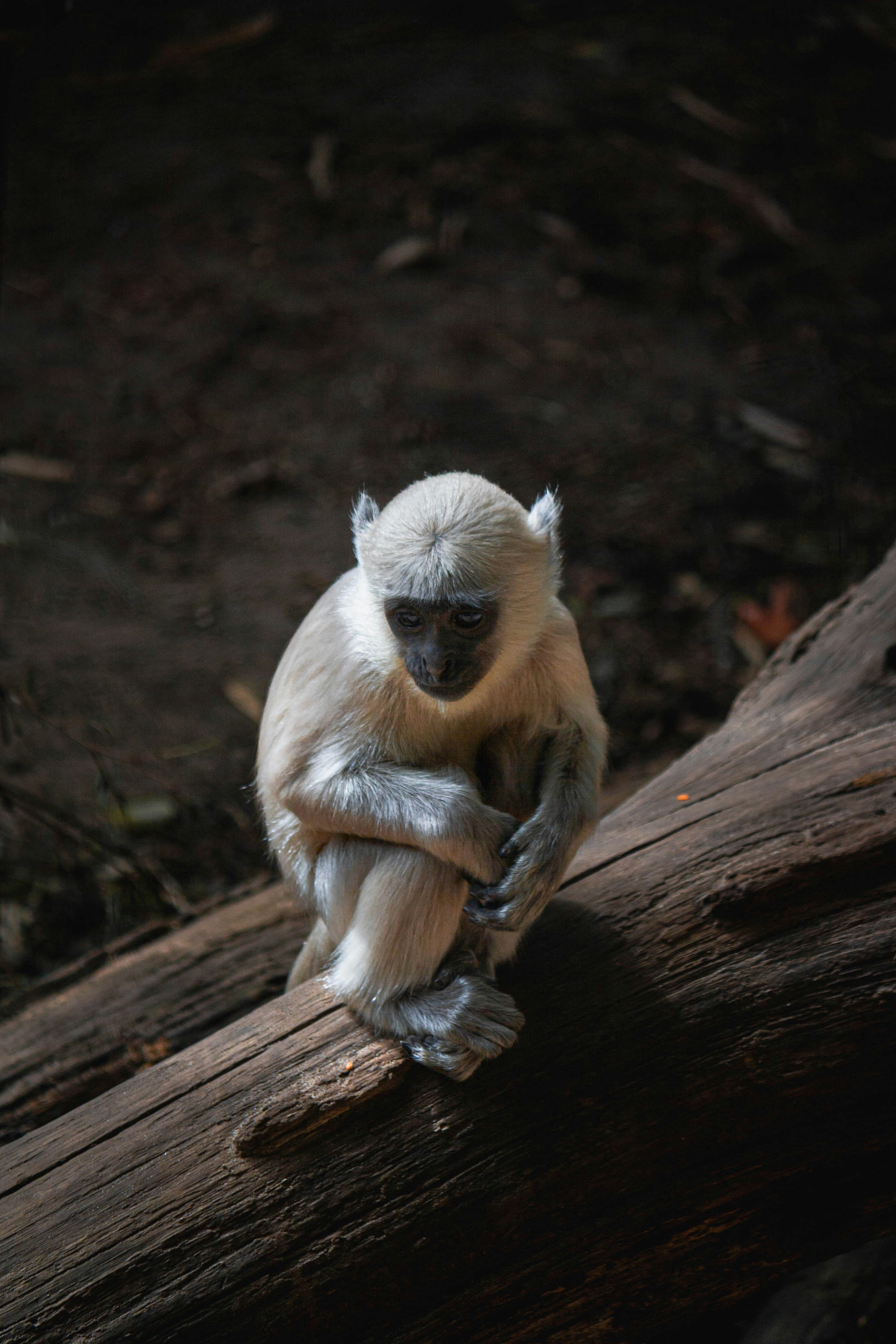 Primed on a Log: A Central Squirrel Monkey in Quiet Contemplation