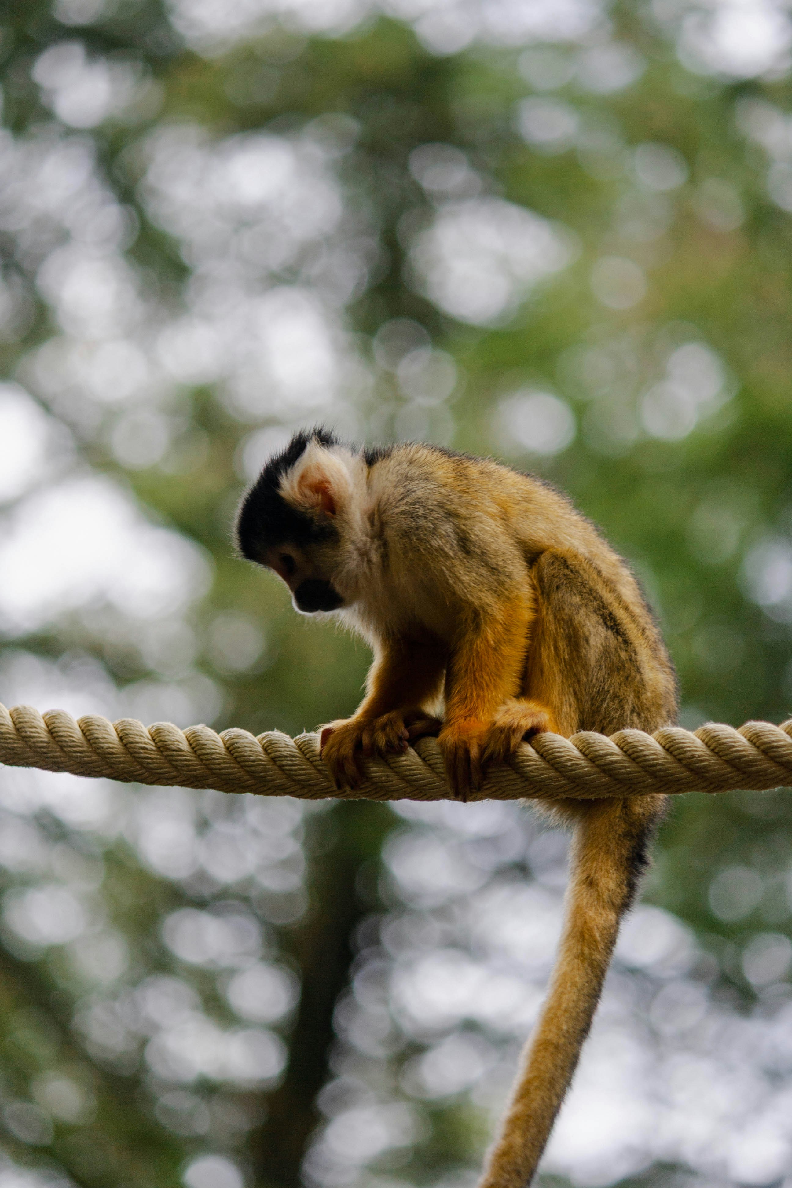 Tiny Acrobat on a Rope: A Curious Monkey Pauses to Inspect its Path