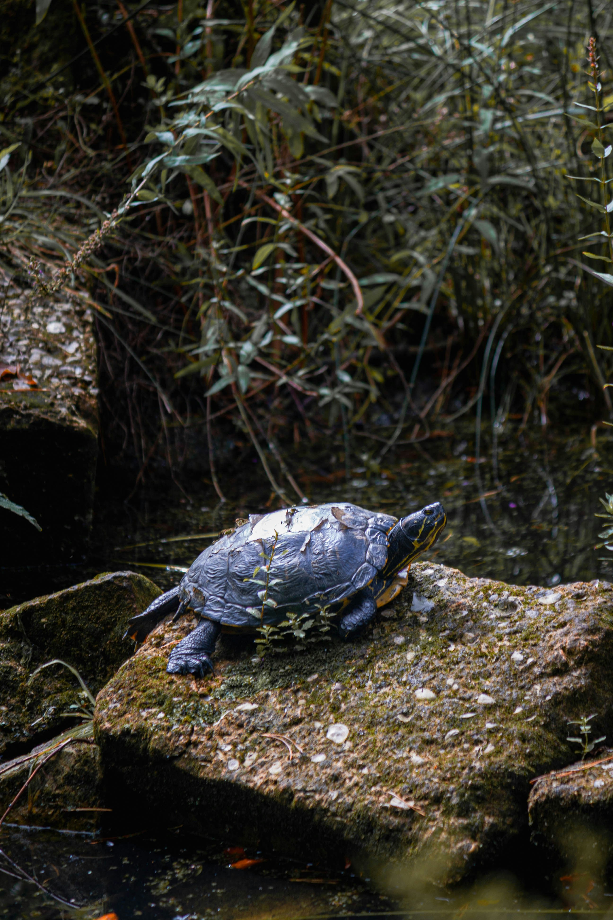 Sunlit Riverstone Rest: A Turtle Soaking on Mossy Boulders