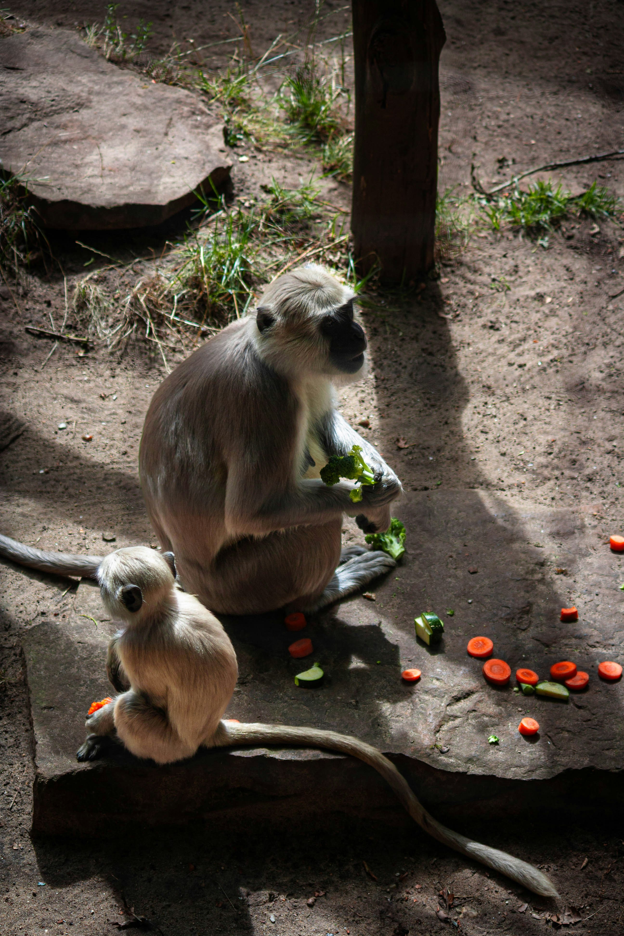 Curious Duo: A Baby and Adult Monkey Nibbling Greens in Dappled Light